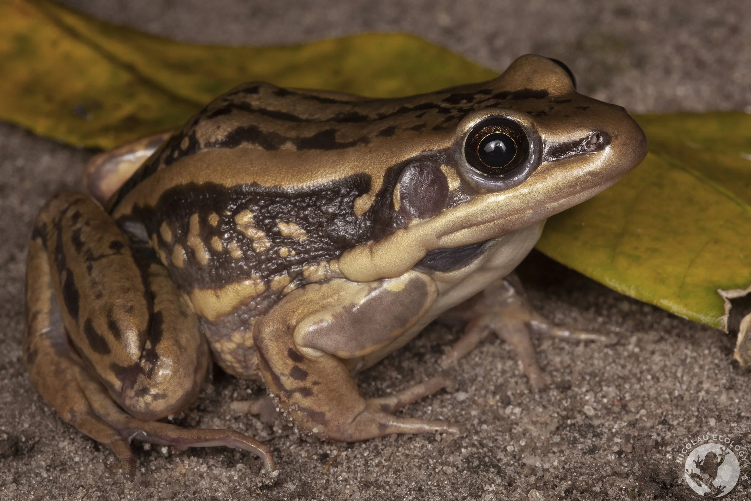 Amnirana galamensis - Galam White-lipped Frog — NICOLAU ECOLOGY