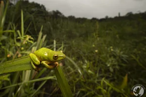 Hyperolius tuberilinguis - Tinker Reed Frog — NICOLAU ECOLOGY