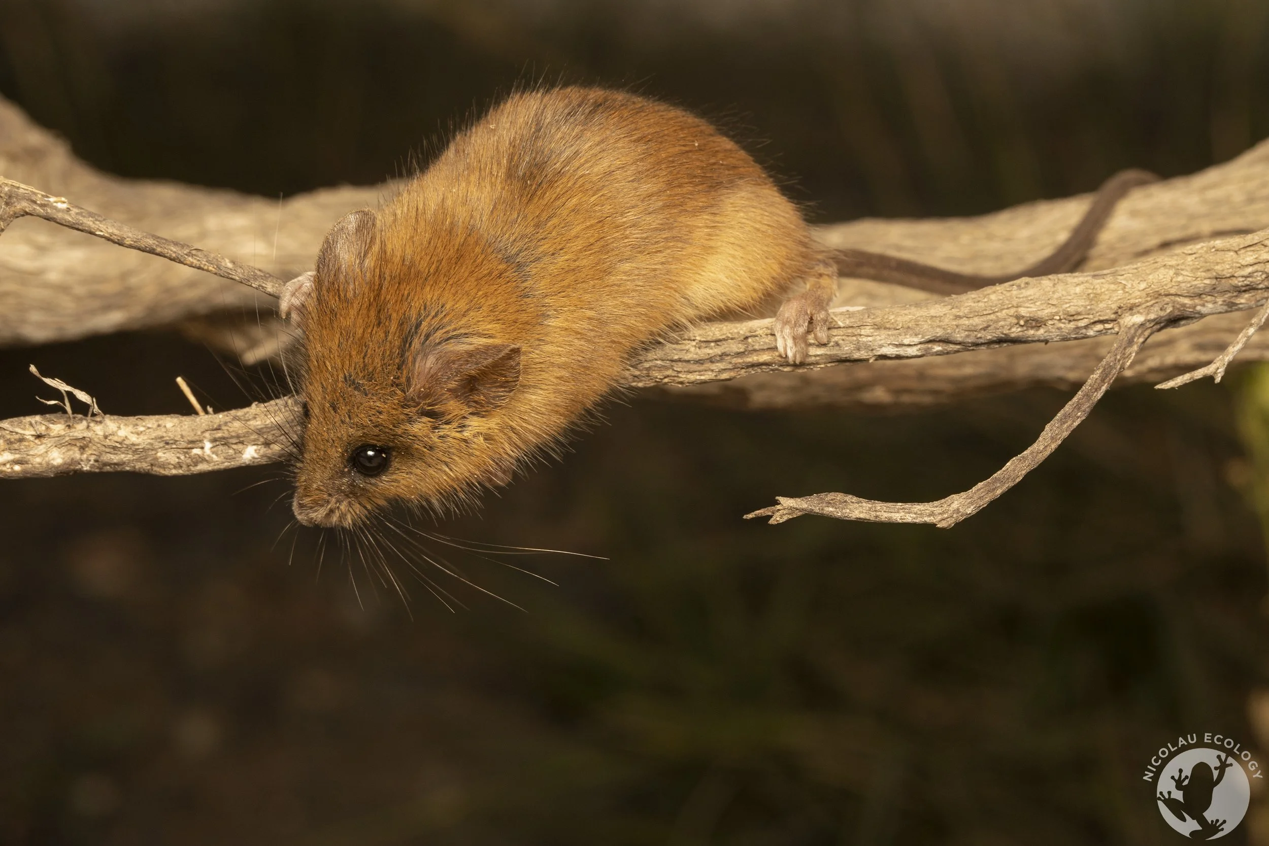 Dendromus mesomelas - Brant's Climbing Mouse — NICOLAU ECOLOGY