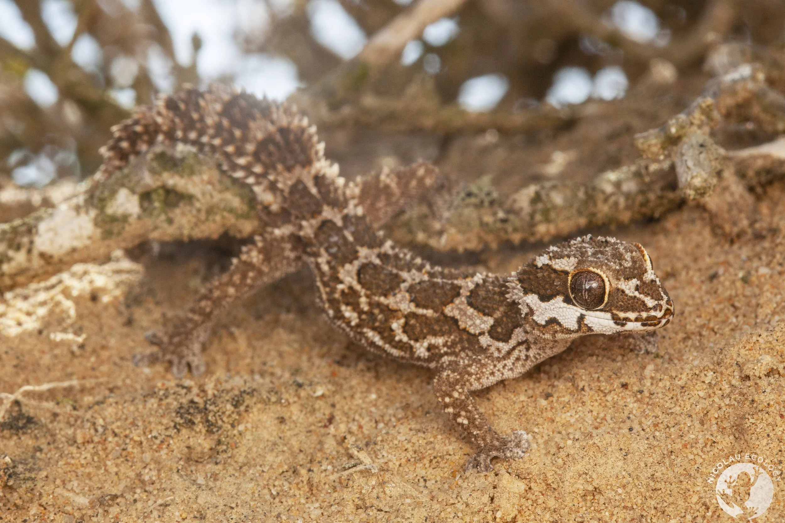 Pachydactylus barnardi - Barnard's Rough Gecko — NICOLAU ECOLOGY