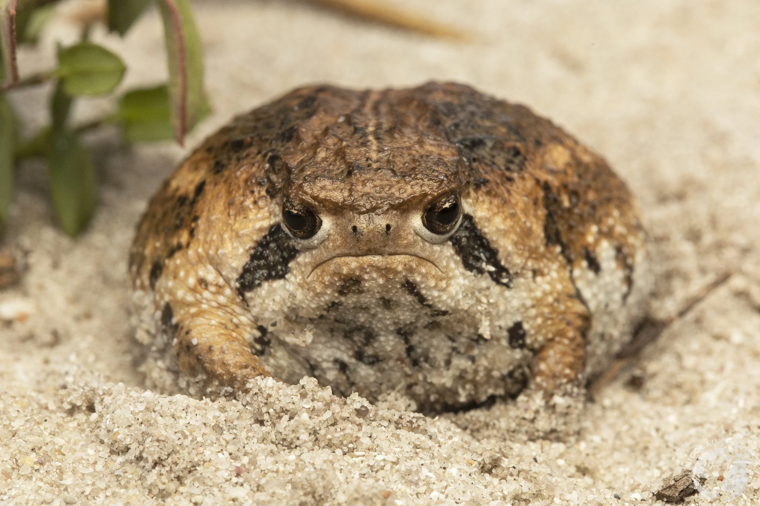 Breviceps rosei - Rose's Rain Frog — NICOLAU ECOLOGY