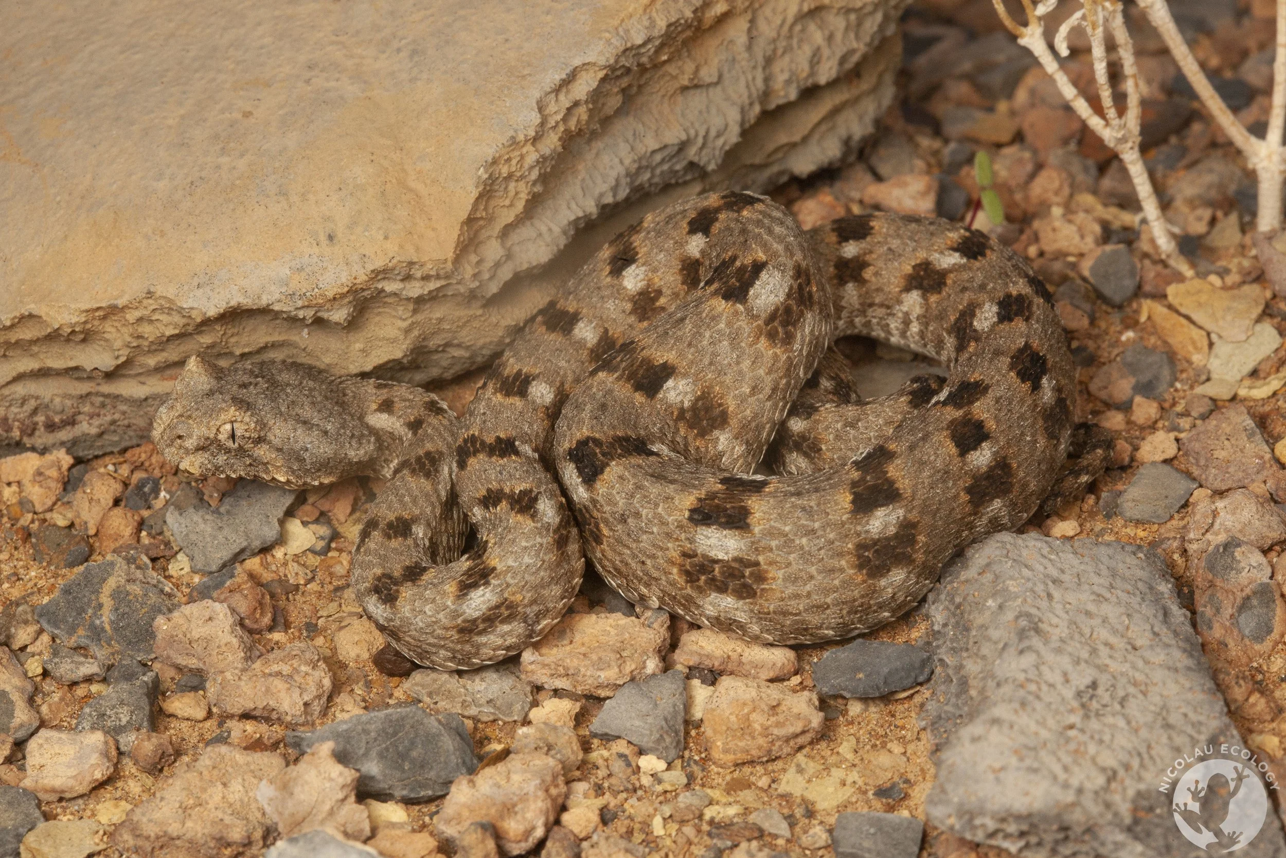 Bitis xeropaga — NICOLAU ECOLOGY