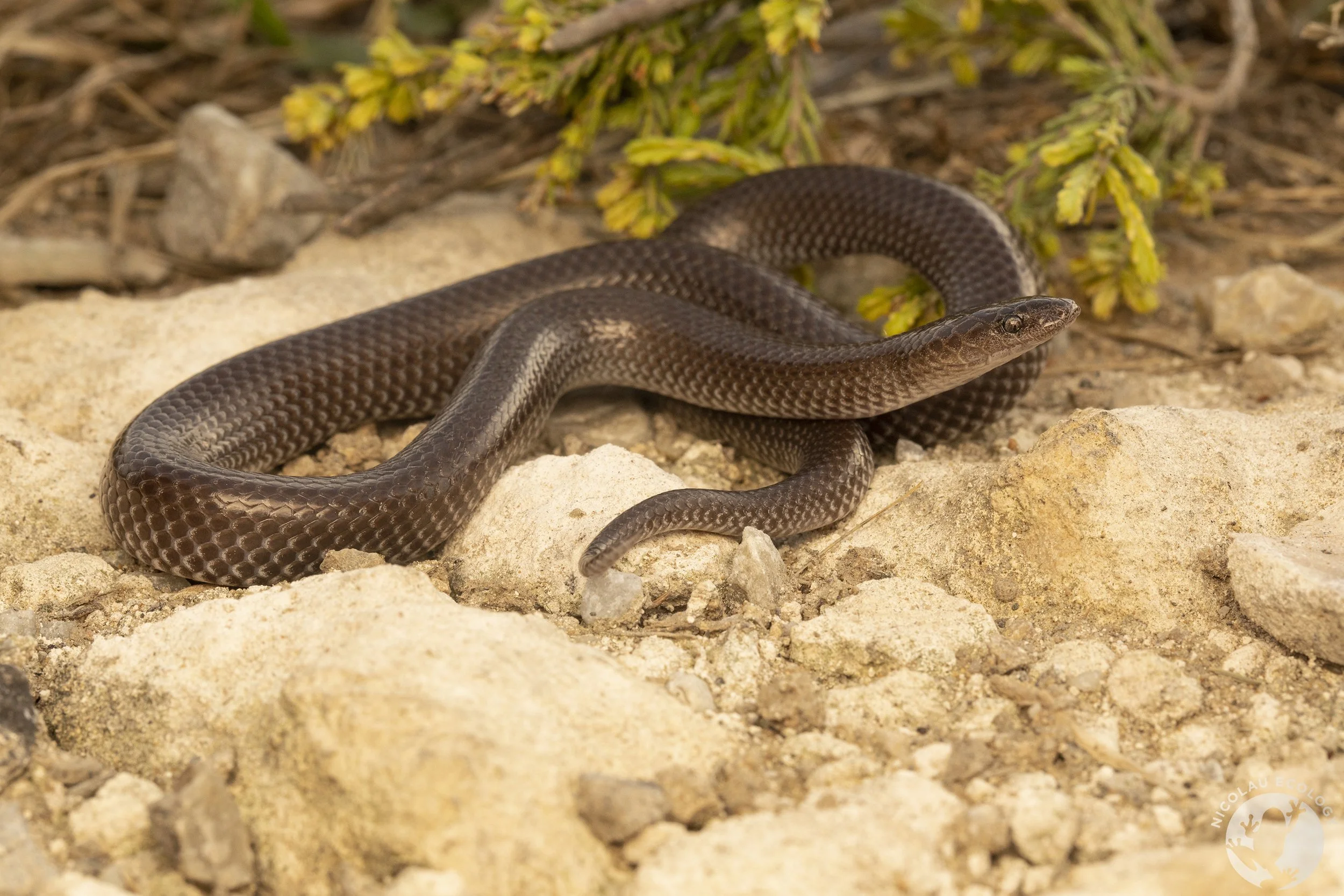 Lycophidion capense — NICOLAU ECOLOGY