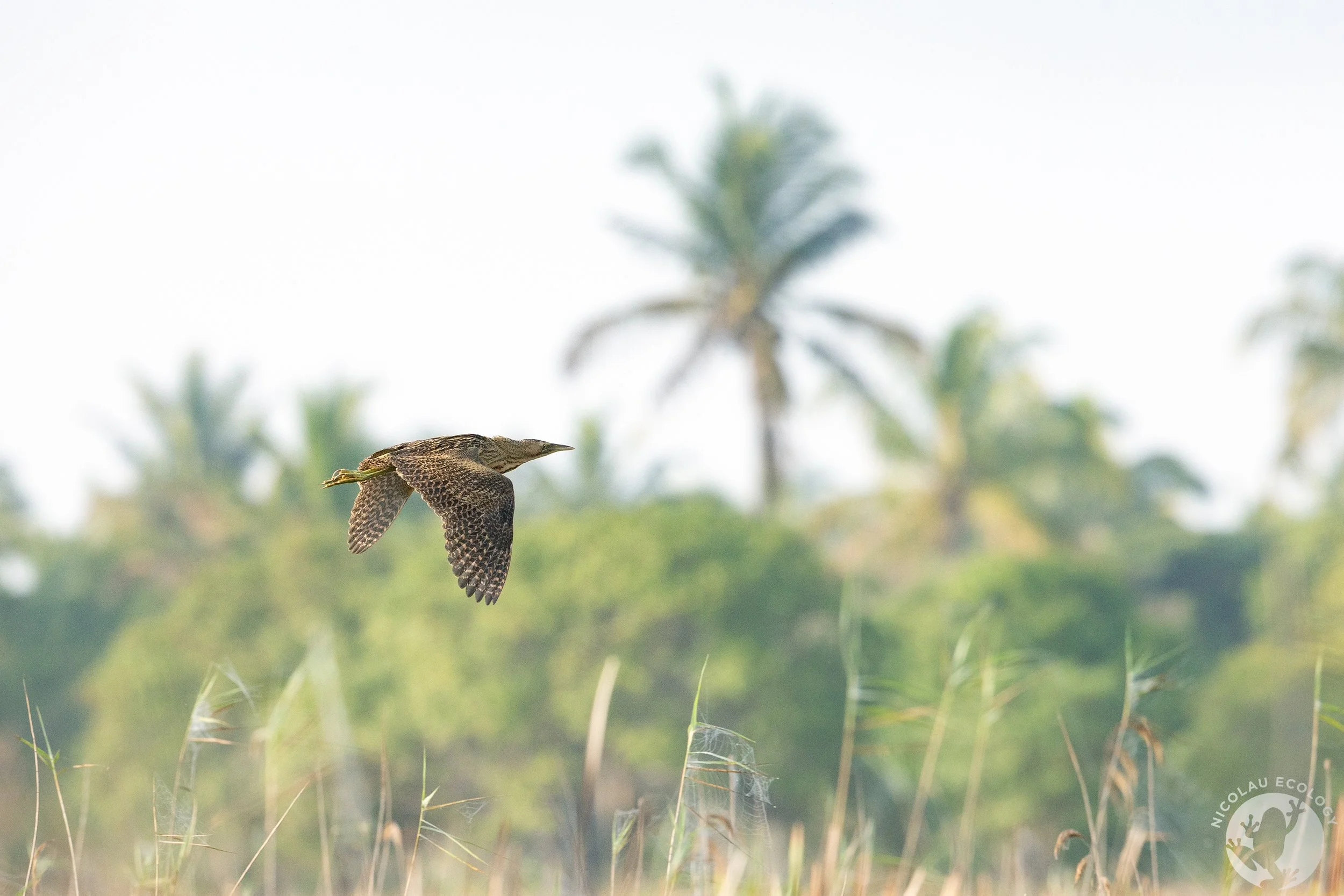 Pinarornis plumosus - Boulder Chat — NICOLAU ECOLOGY