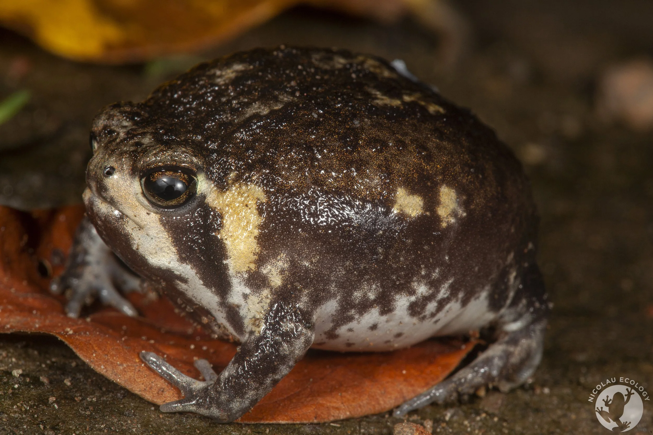 Breviceps poweri — NICOLAU ECOLOGY