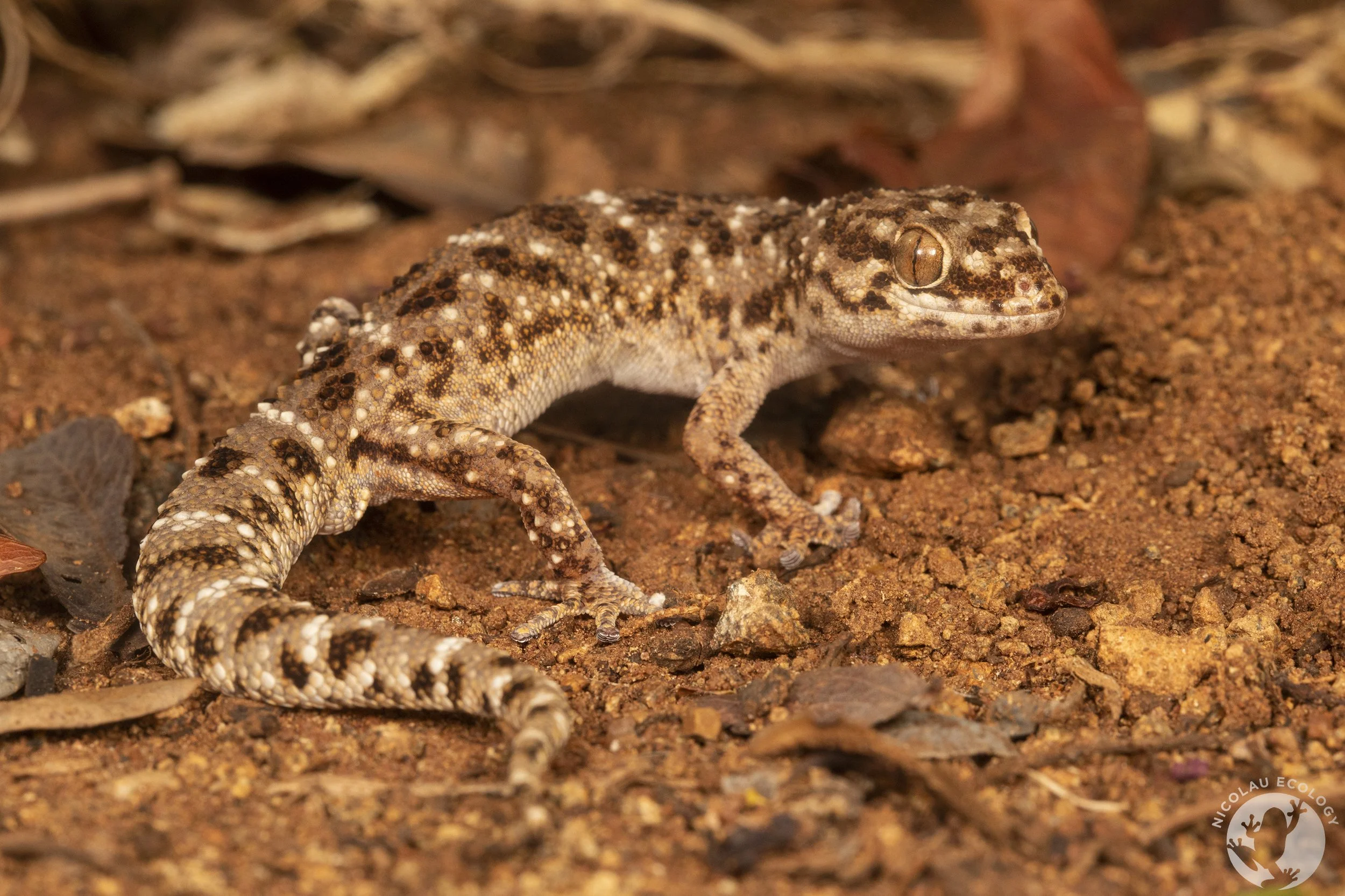 Pachydactylus capensis - Cape Gecko — NICOLAU ECOLOGY