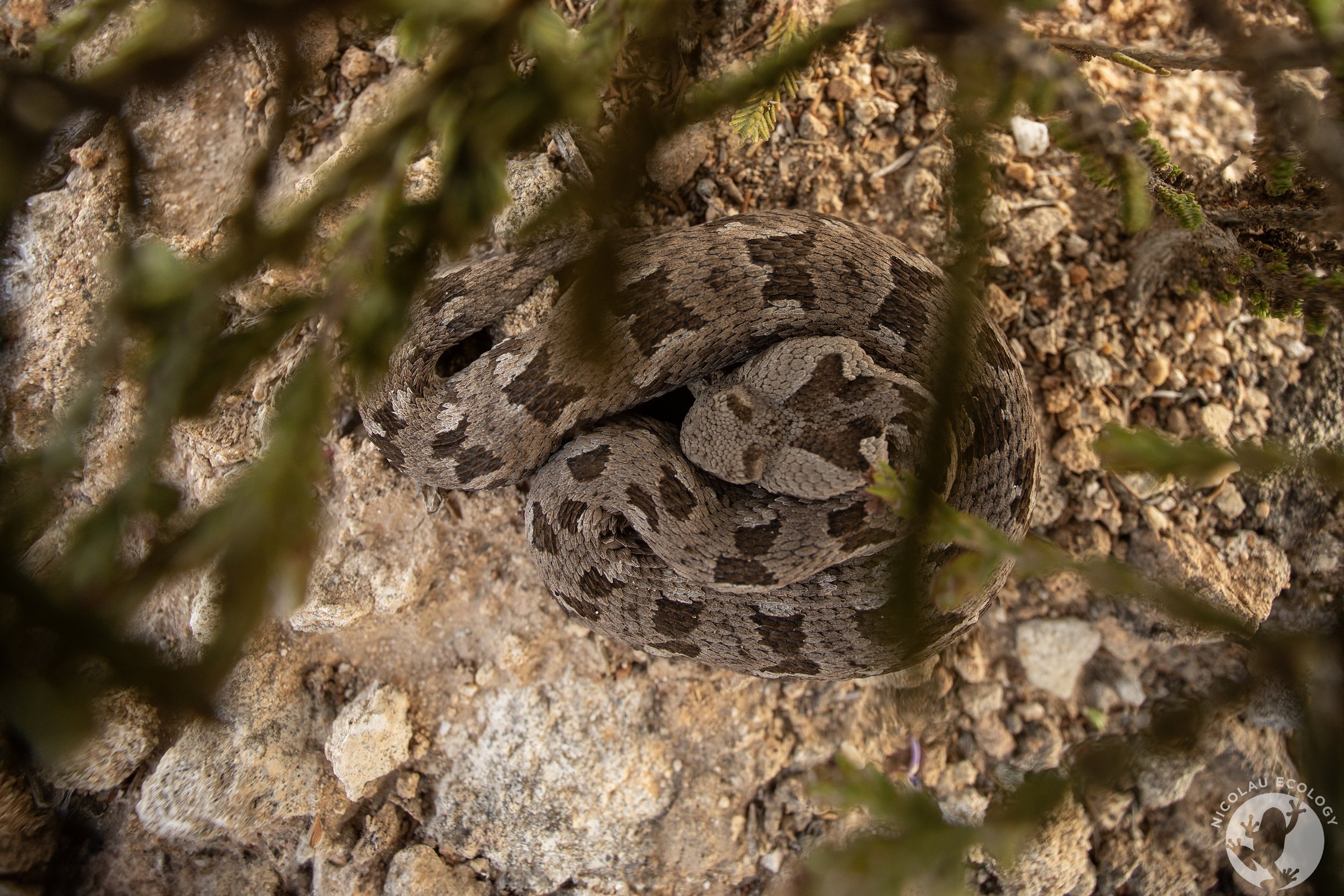 Bitis albanica — NICOLAU ECOLOGY