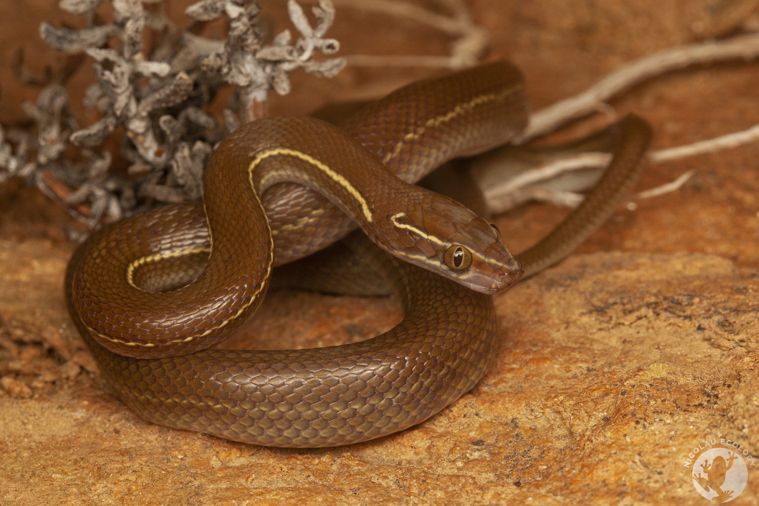 Boaedon mentalis — NICOLAU ECOLOGY