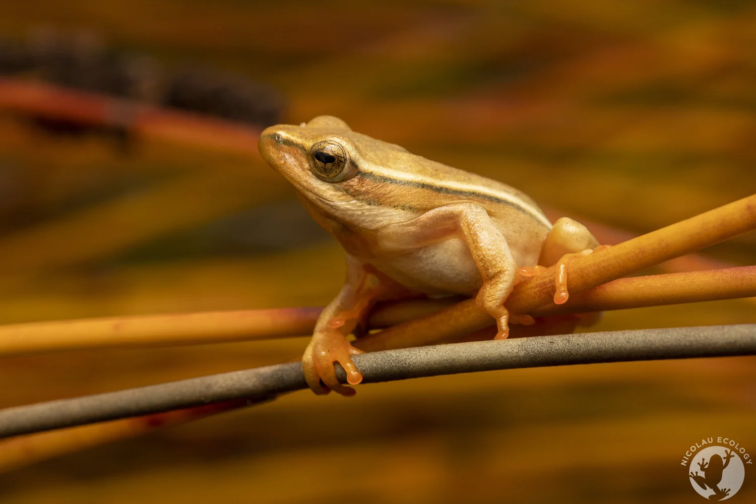 Hyperolius horstockii — NICOLAU ECOLOGY