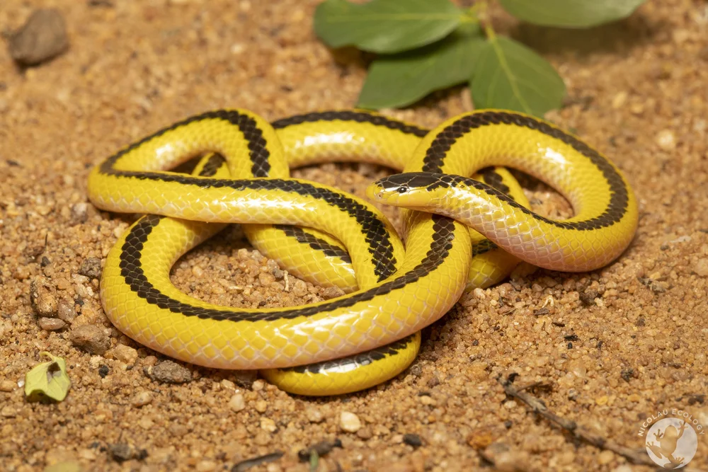 Amblyodipsas ventrimaculata - Kalahari Purple Glossed Snake — NICOLAU ...