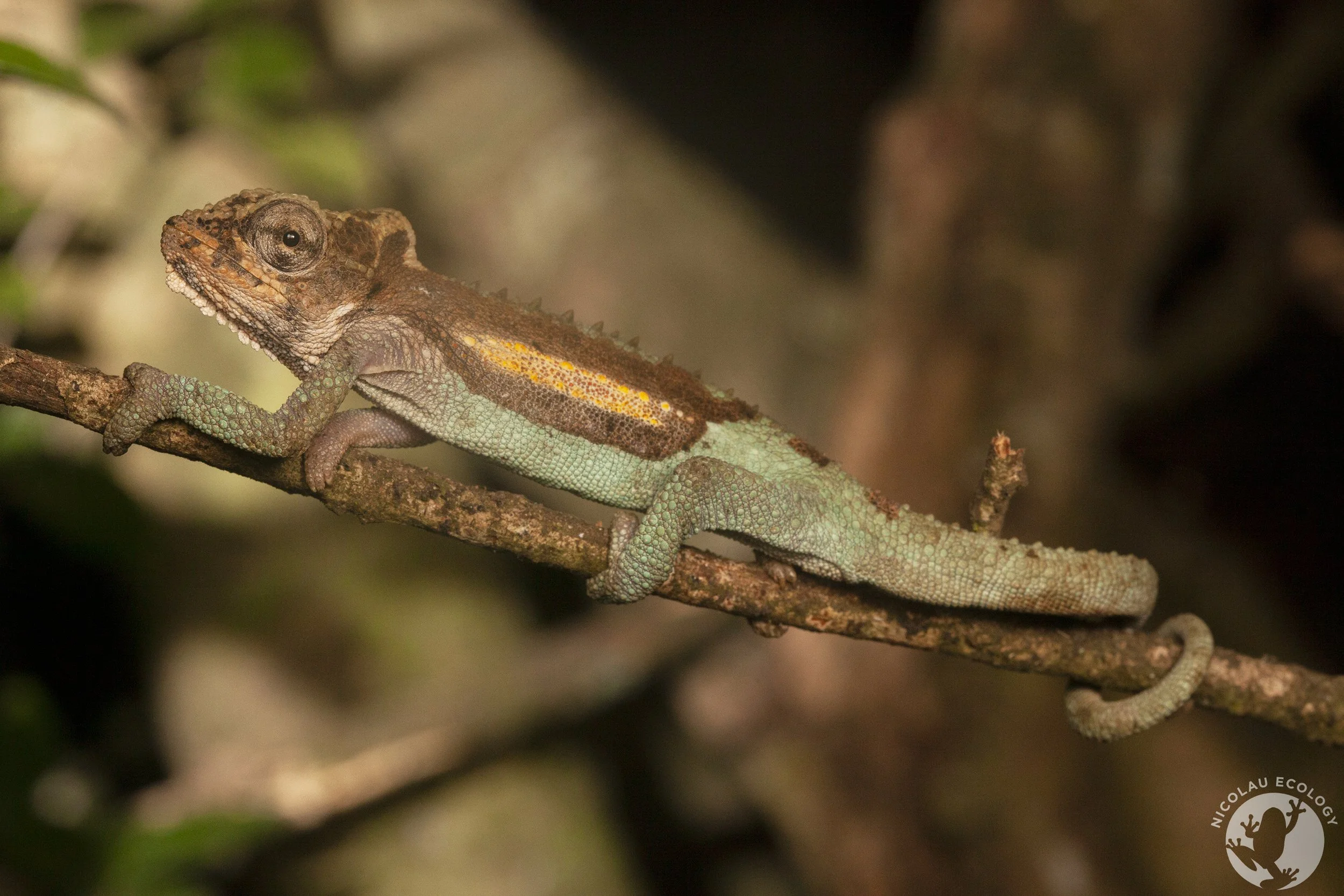 Bradypodion ngomeense - Ngome Dwarf Chamaleon — NICOLAU ECOLOGY