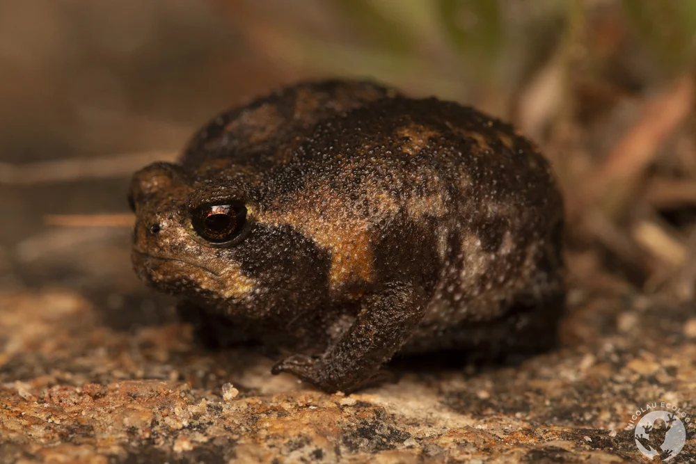 Breviceps sylvestris - Forest Rain Frog — NICOLAU ECOLOGY