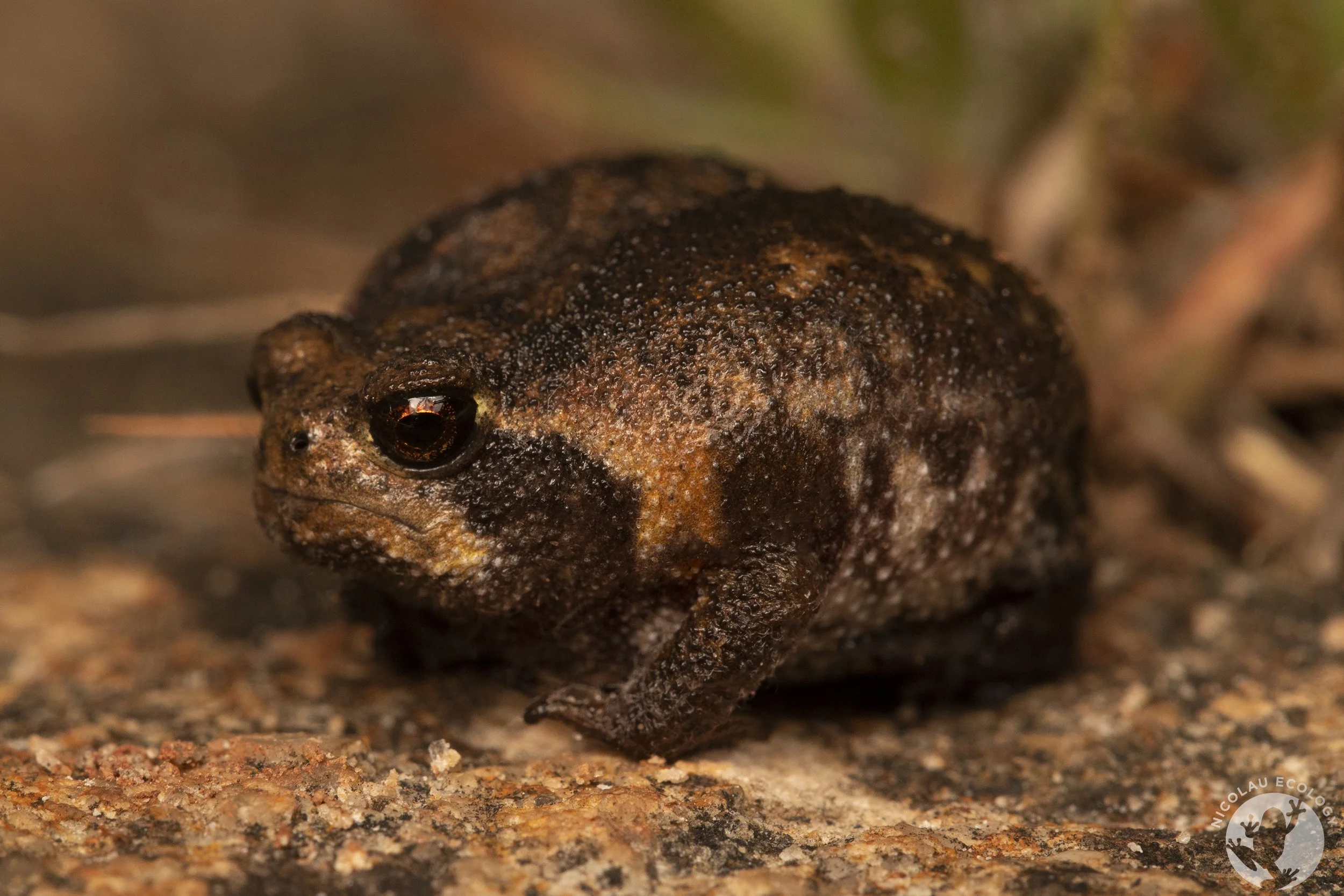 Breviceps sylvestris - Forest Rain Frog — NICOLAU ECOLOGY