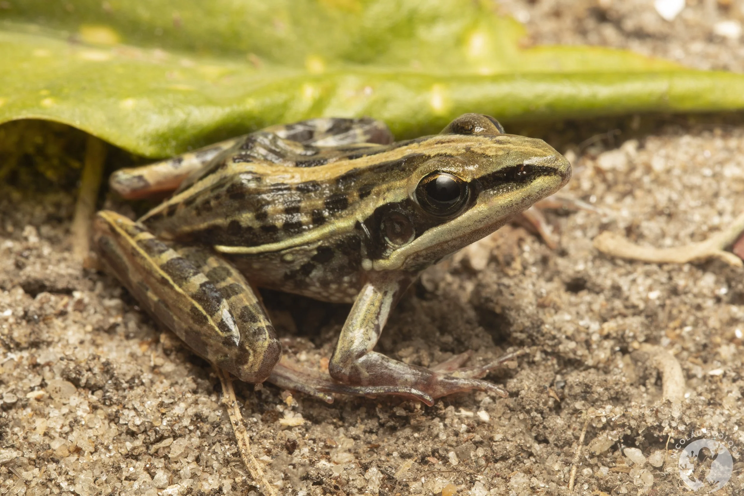 Ptychadena guibei - Guibe's Ridged Frog — NICOLAU ECOLOGY