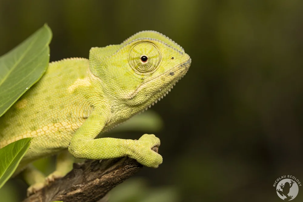 Chamaeleo dilepis - Common Flap-necked Chameleon — NICOLAU ECOLOGY