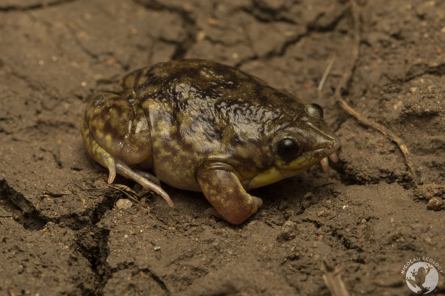Hemisus marmoratus — NICOLAU ECOLOGY