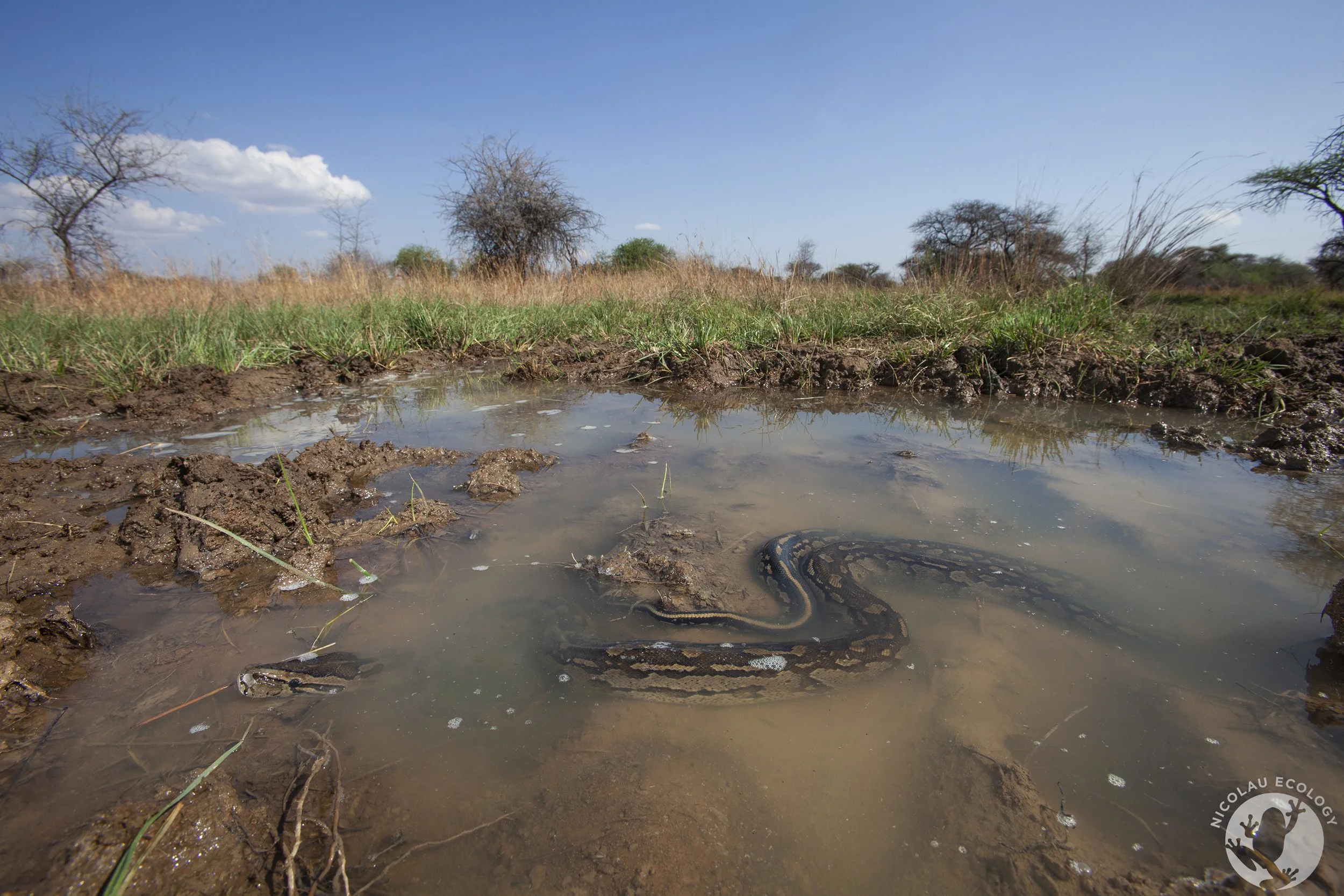 Python natalensis — NICOLAU ECOLOGY