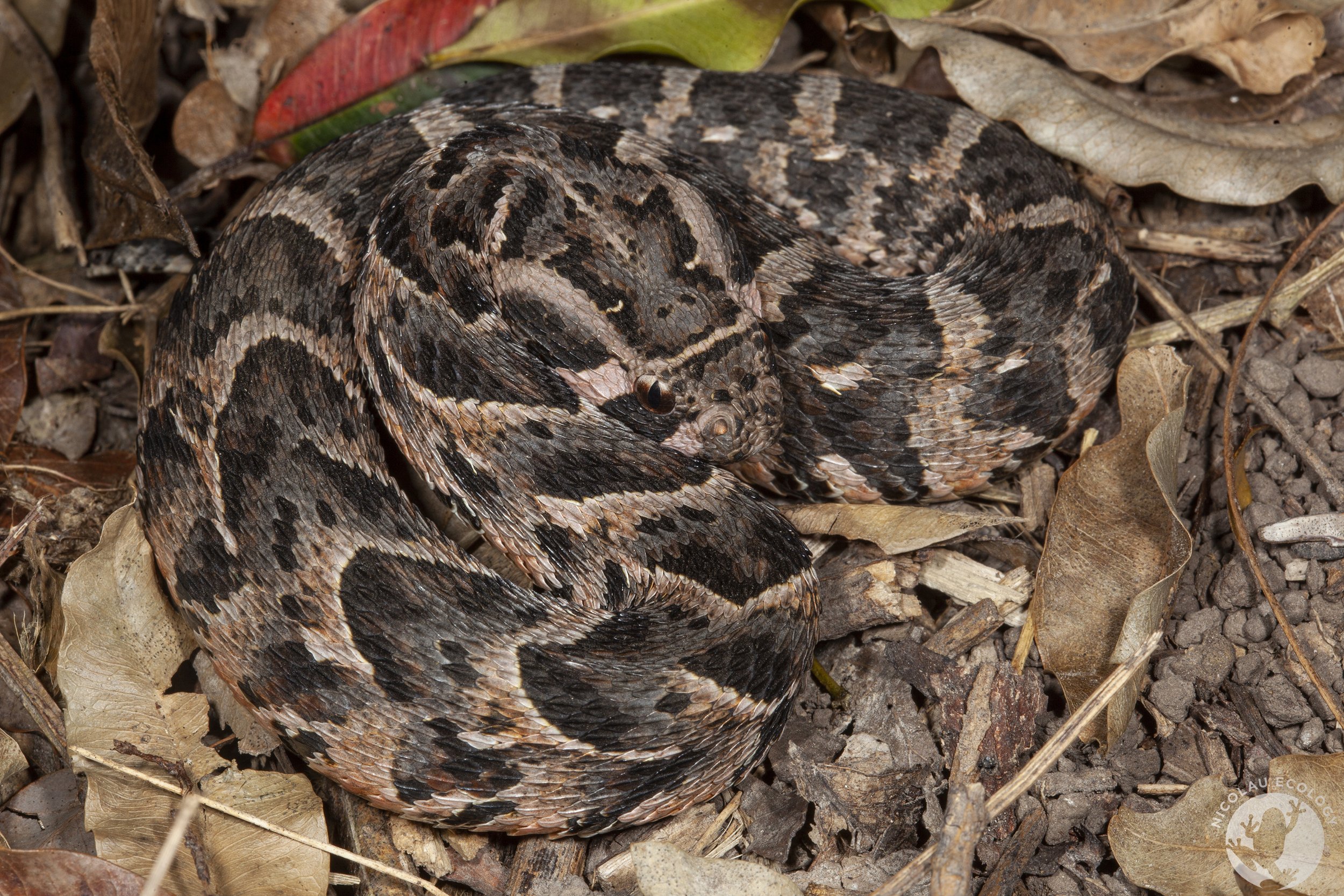 Bitis arietans — NICOLAU ECOLOGY
