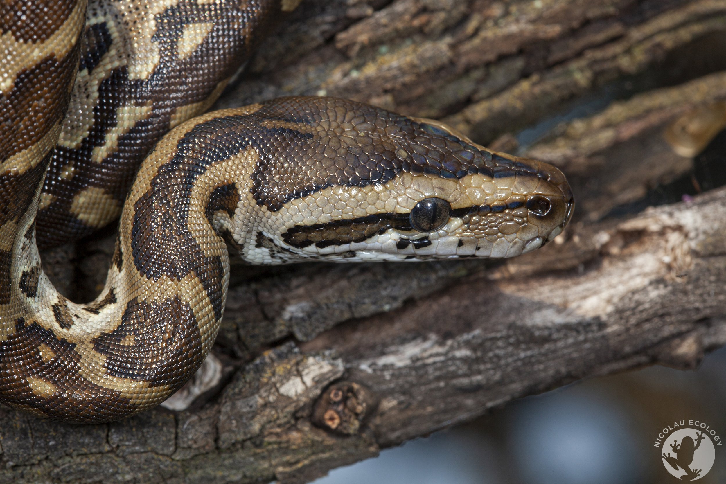 Python natalensis — NICOLAU ECOLOGY