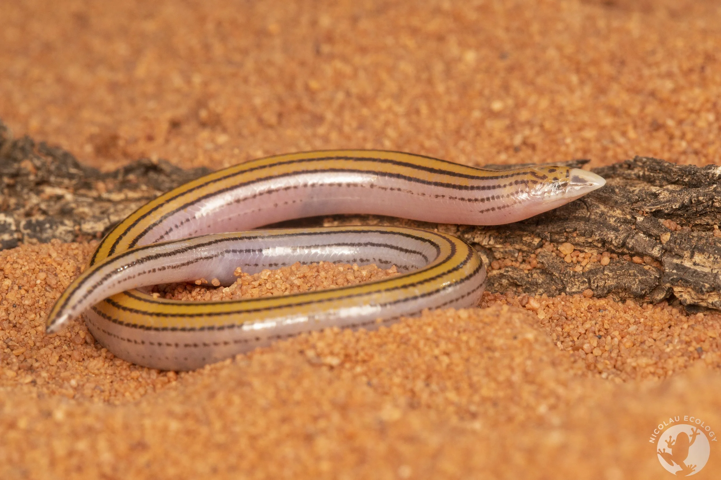 Acontias richardi - Richard's Legless Skink — NICOLAU ECOLOGY