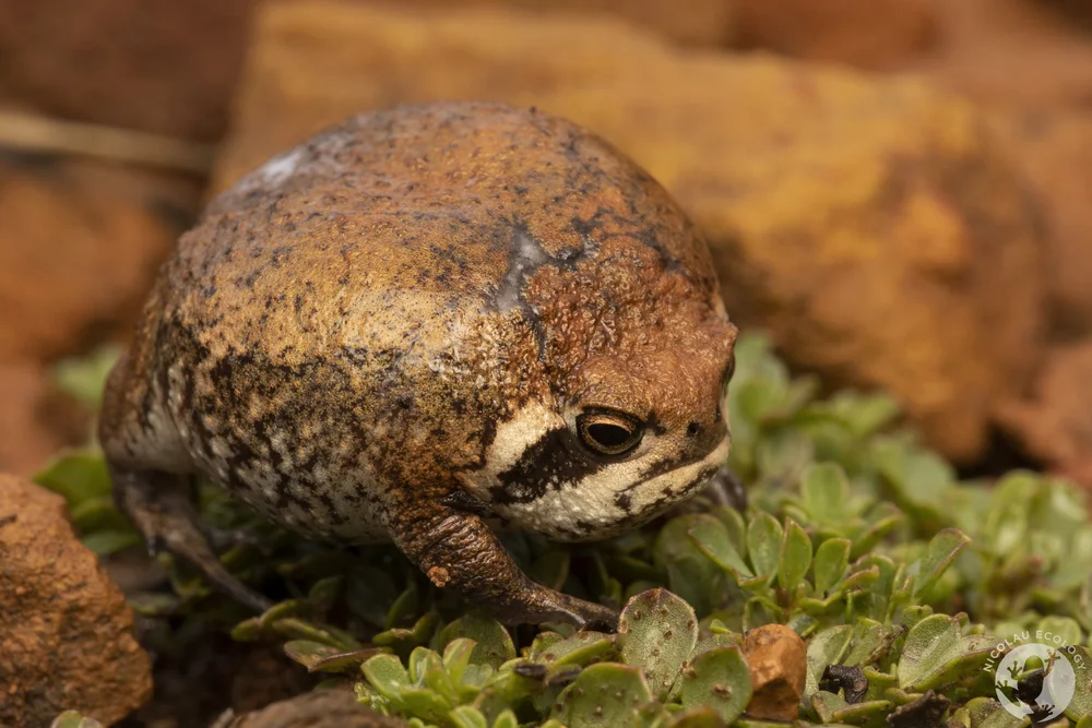 Breviceps mossambicus - Mozambique Rain Frog — NICOLAU ECOLOGY