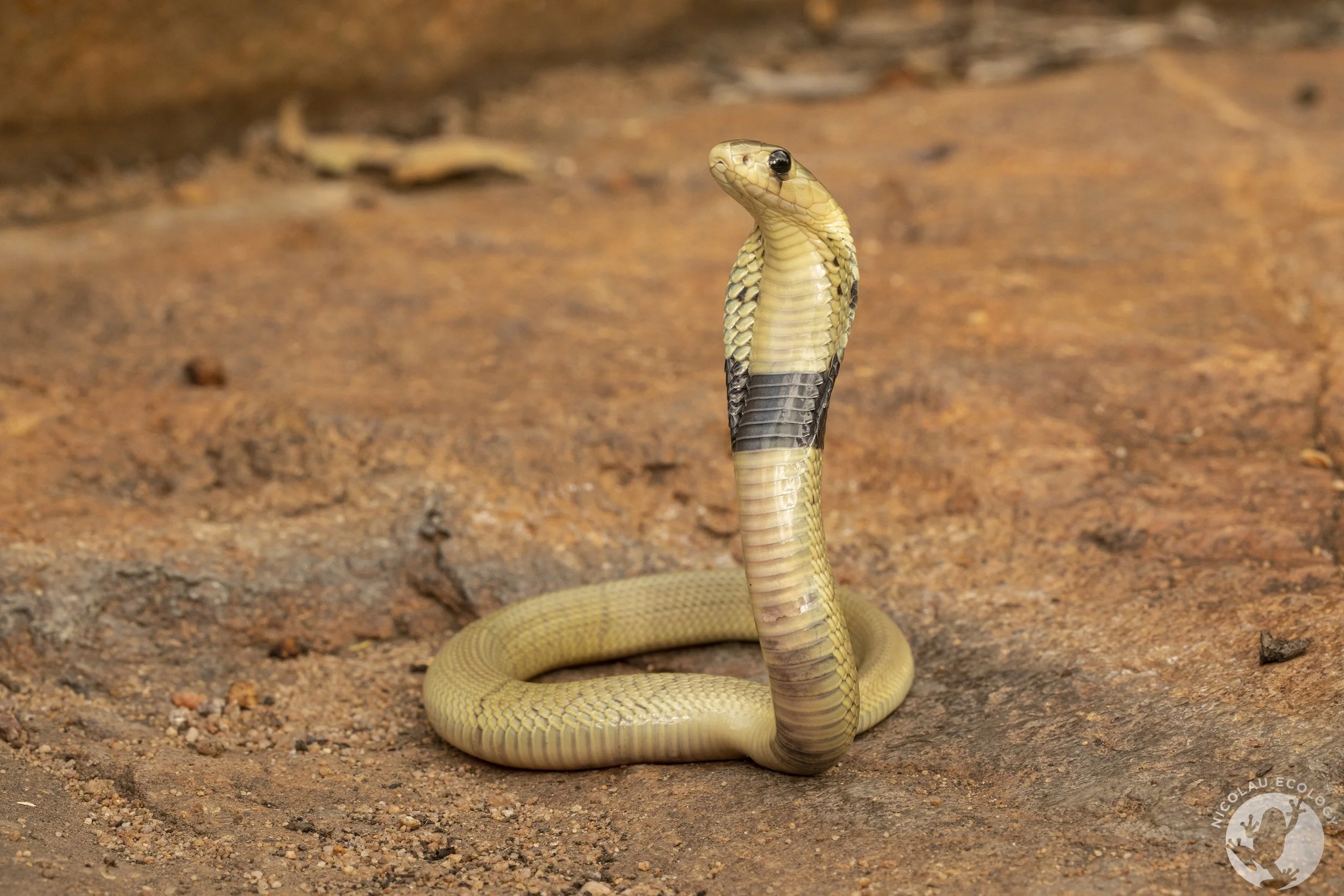 Naja annulifera — NICOLAU ECOLOGY