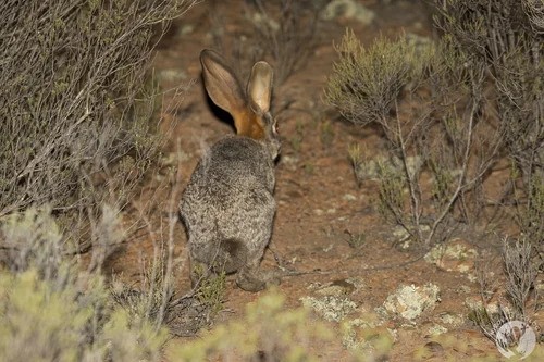 Bunolagus monticularis - Riverine Rabbit — NICOLAU ECOLOGY