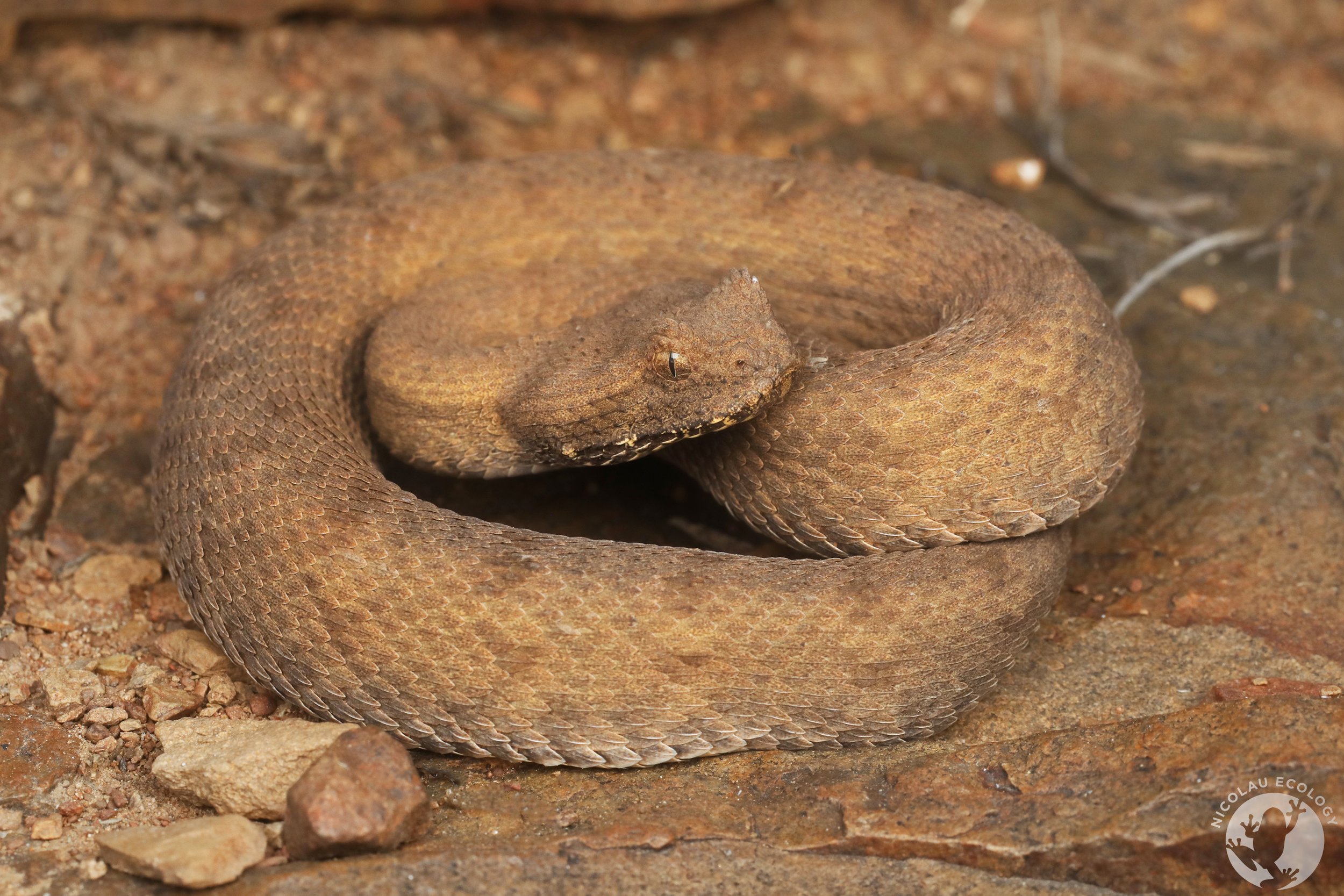 Bitis inornata — NICOLAU ECOLOGY