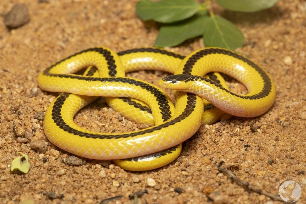 Snake Gallery: The world of African Snakes — NICOLAU ECOLOGY