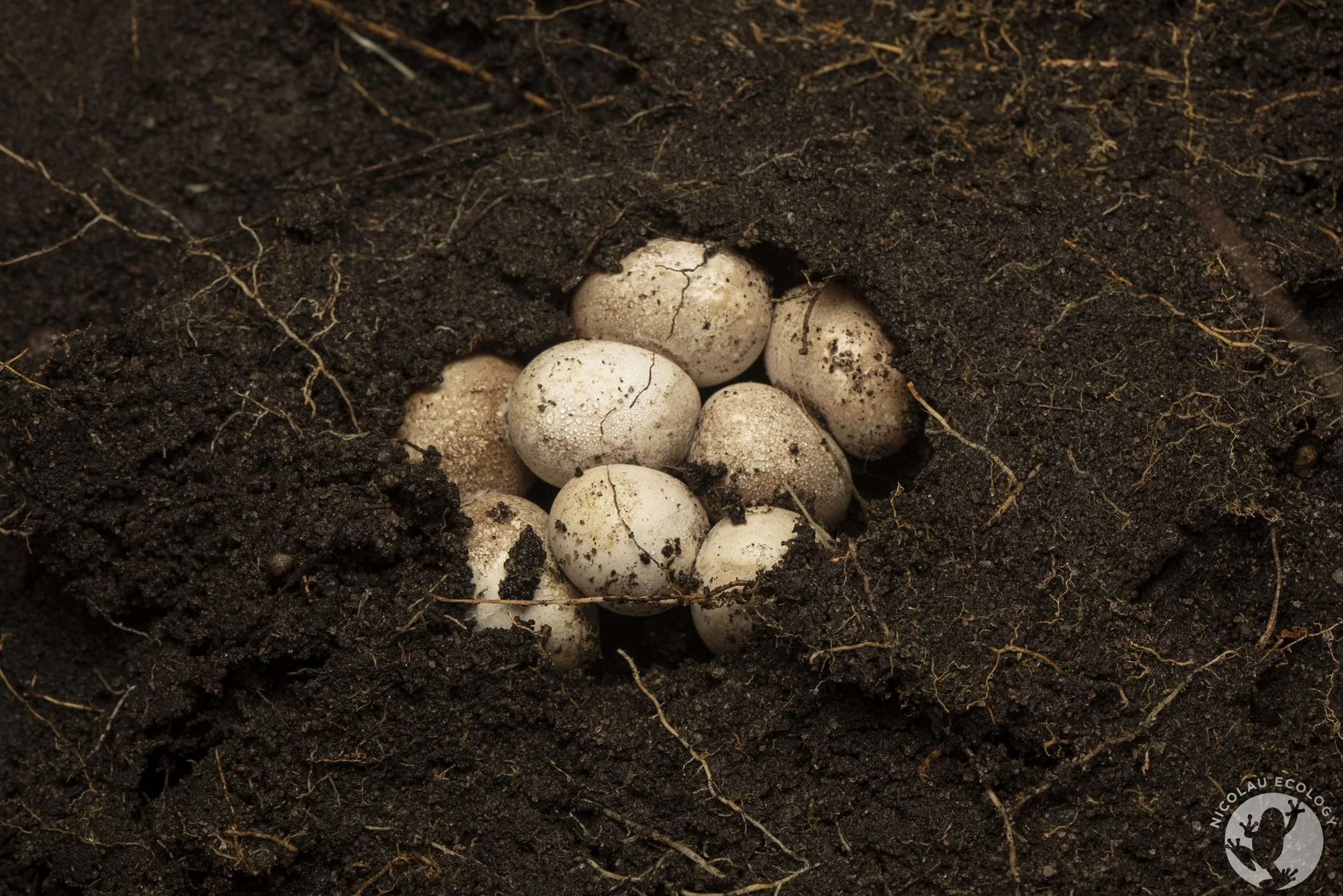 Nucras lalandii - Delalande’s Sandveld Lizard — NICOLAU ECOLOGY