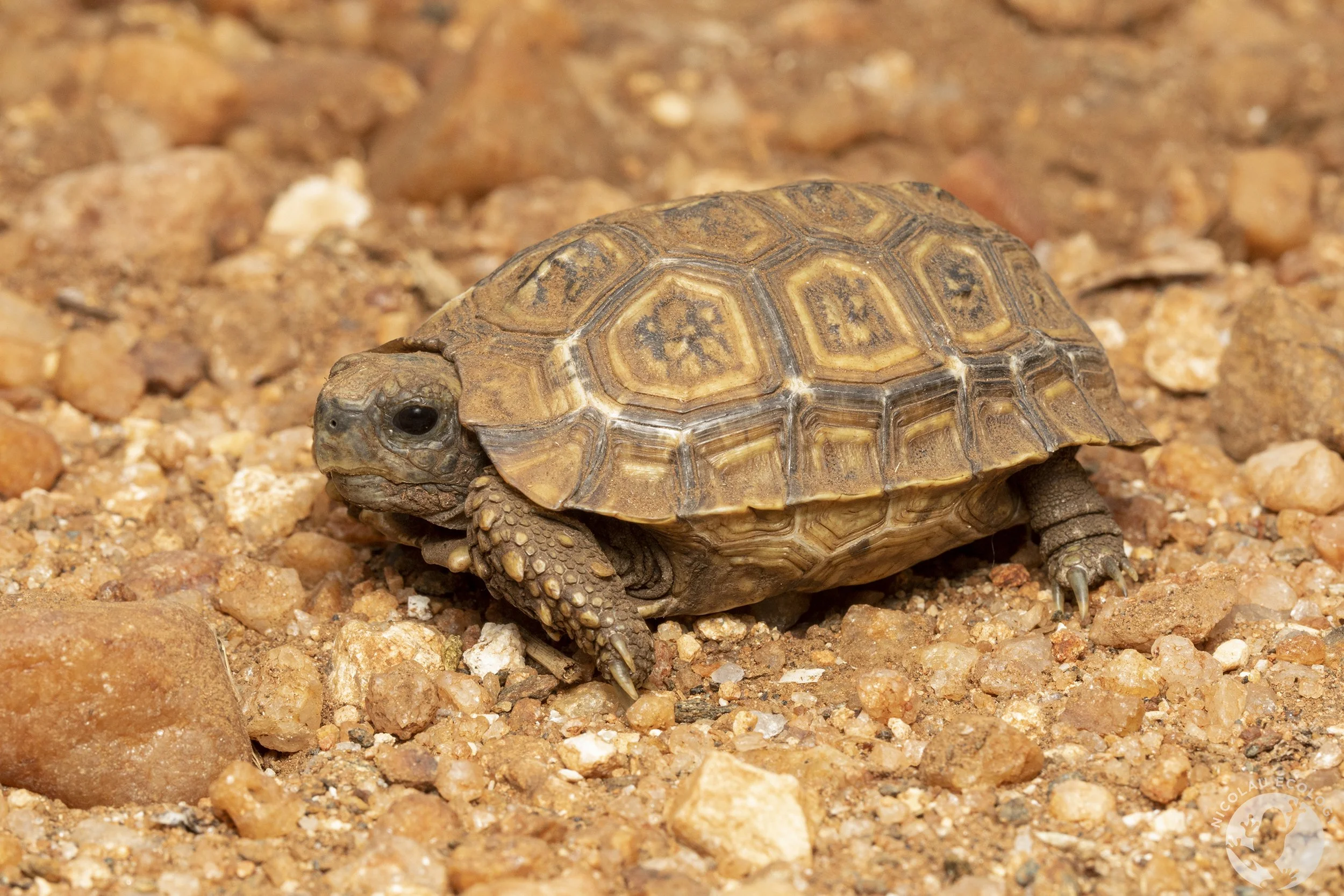 Kinixys spekii - Speke's Hinged-Back Tortoise — NICOLAU ECOLOGY