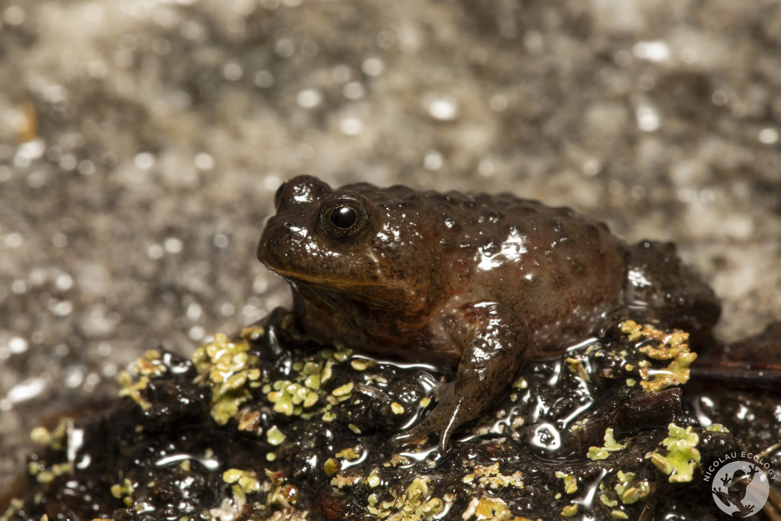 Poyntonia paludicola — NICOLAU ECOLOGY