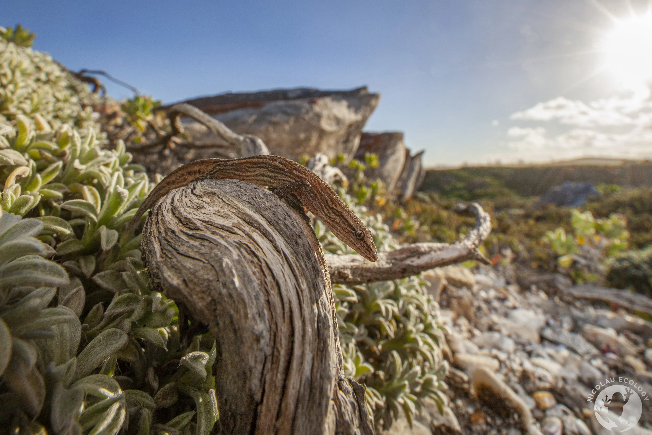 Cryptactites peringueyi - Coastal Leaf-toed Gecko — NICOLAU ECOLOGY