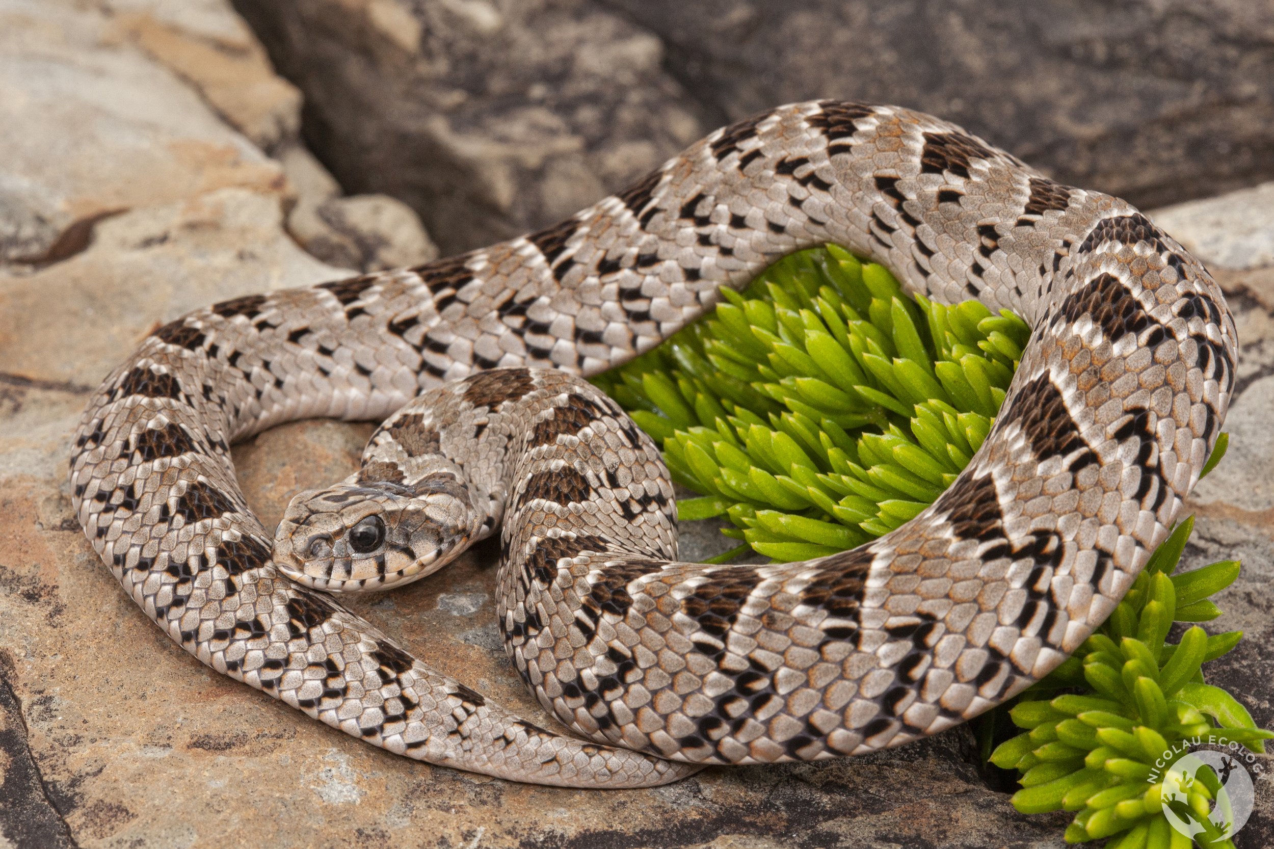 Causus rhombeatus — NICOLAU ECOLOGY