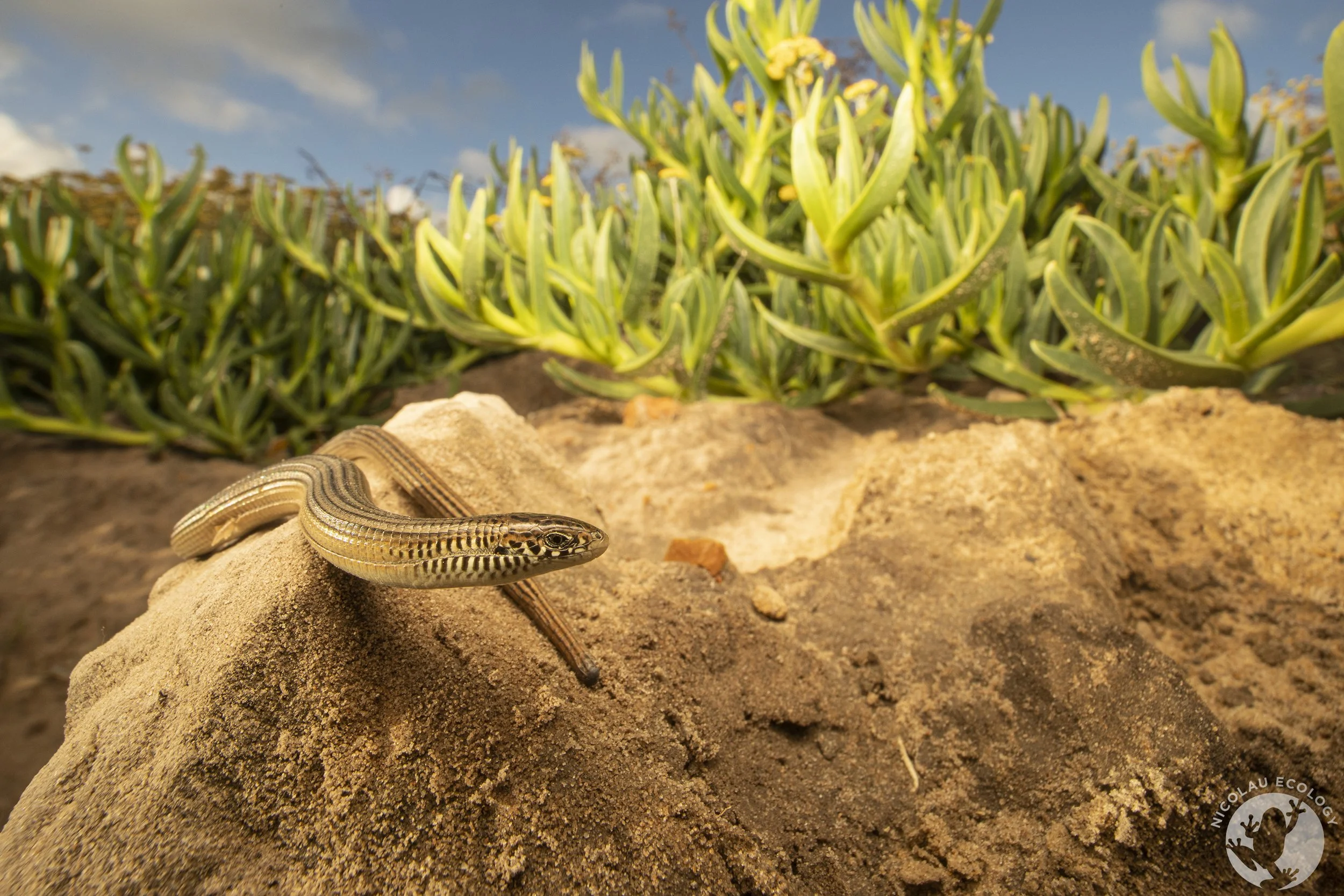 Tetradactylus seps - Short-legged Seps — NICOLAU ECOLOGY