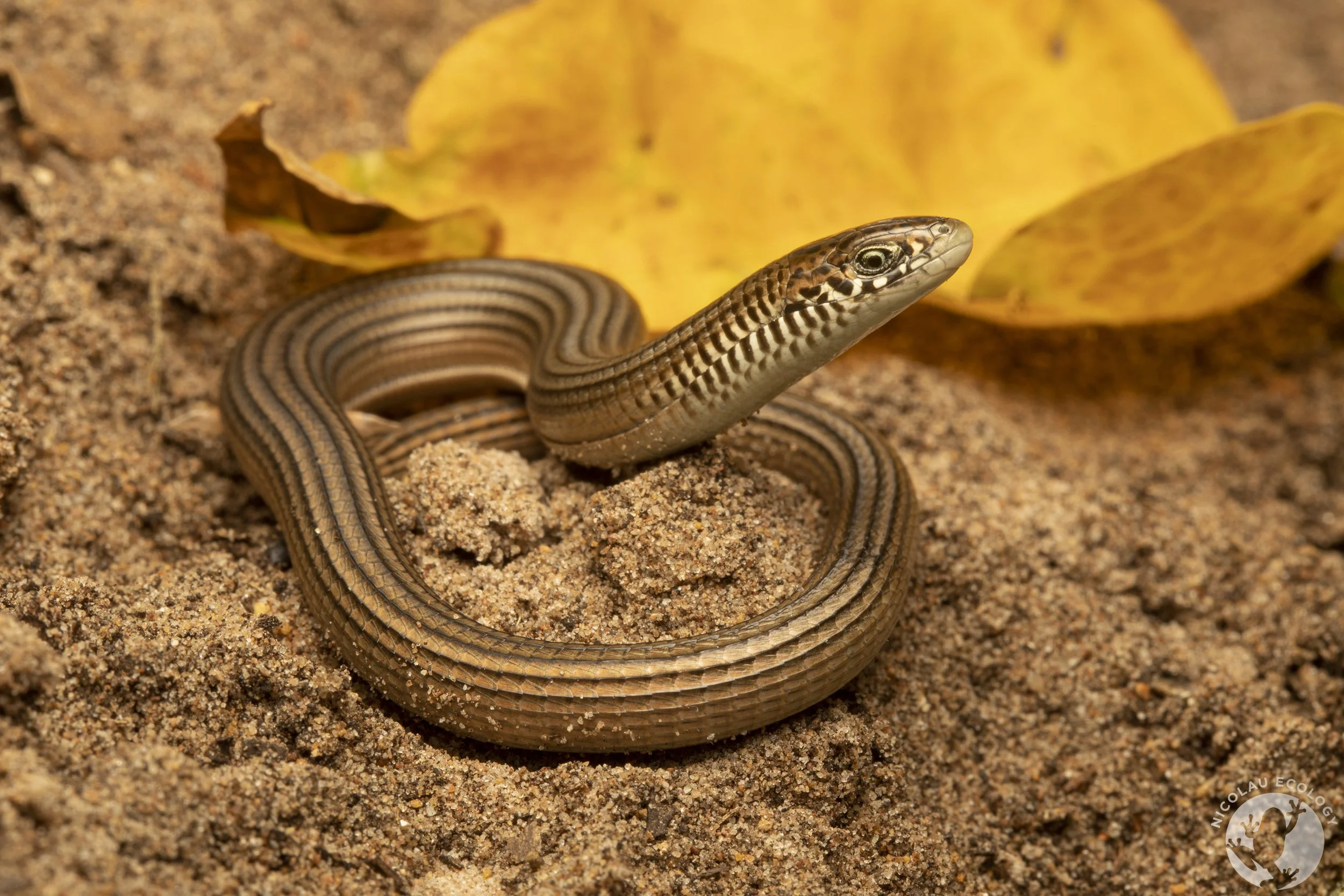 Tetradactylus fitzsimonsi - Fitzsimons's Long-tailed Seps — NICOLAU ECOLOGY