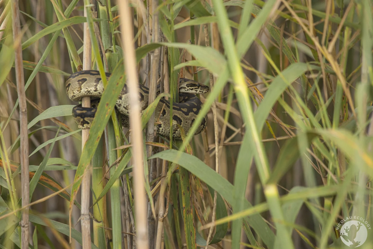 Python natalensis — NICOLAU ECOLOGY