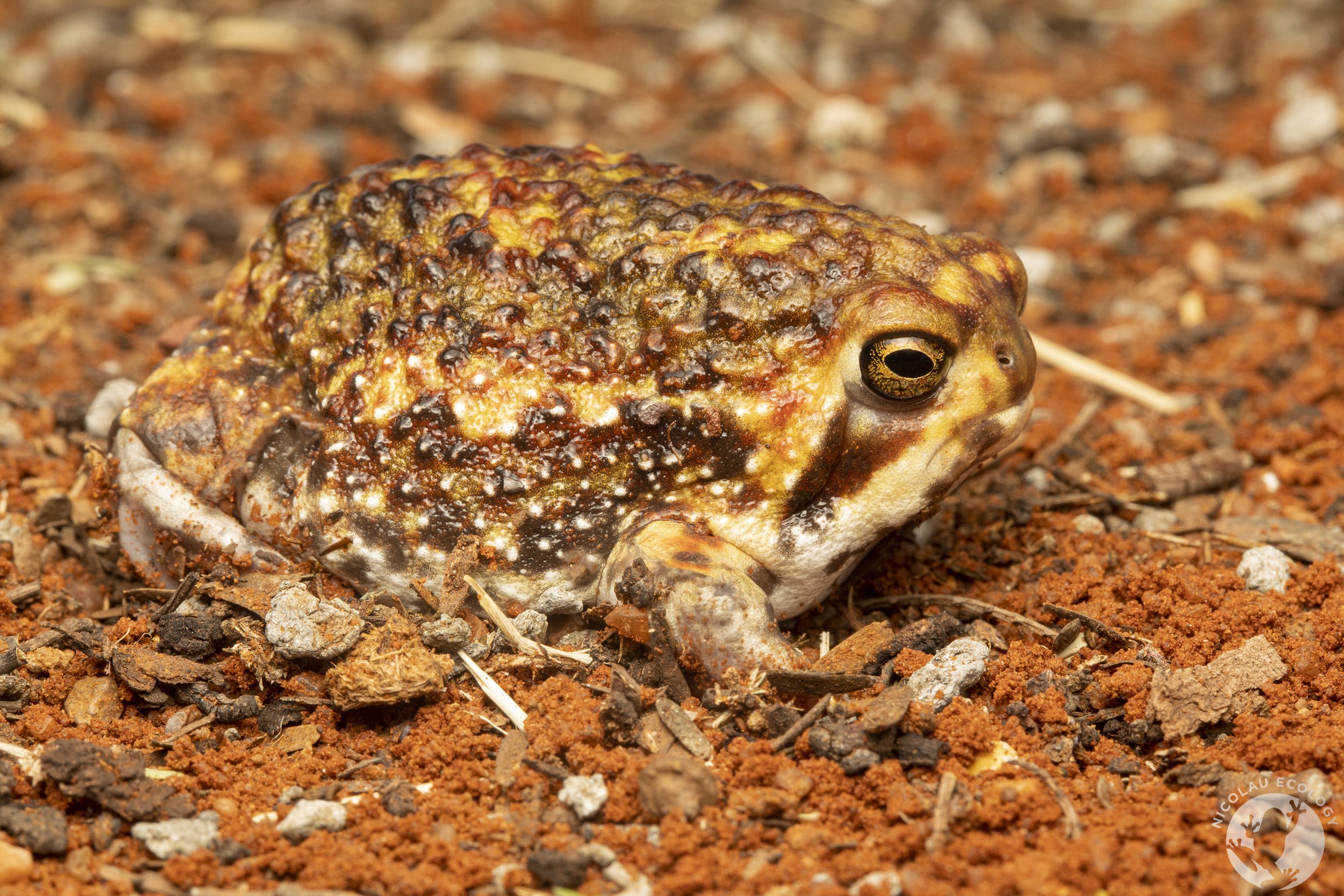 Breviceps adspersus - Bushveld Rain Frog — NICOLAU ECOLOGY