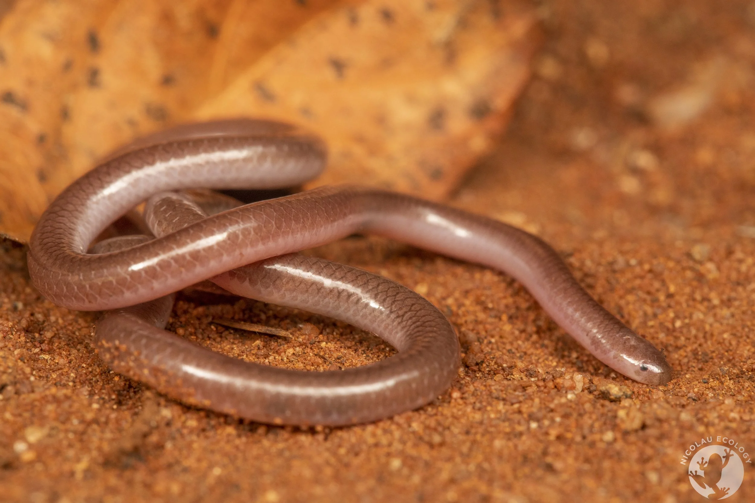 Lycophidion variegatum — NICOLAU ECOLOGY