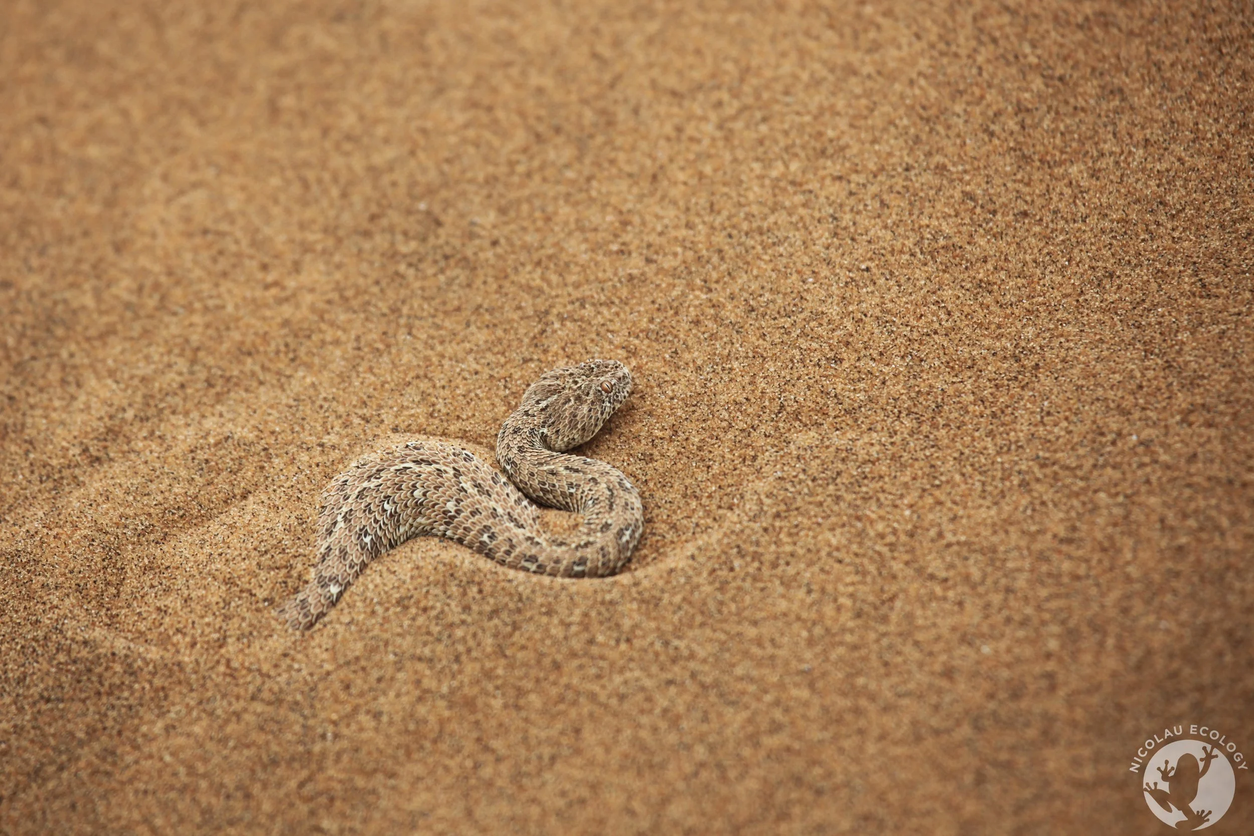Bitis peringueyi — NICOLAU ECOLOGY