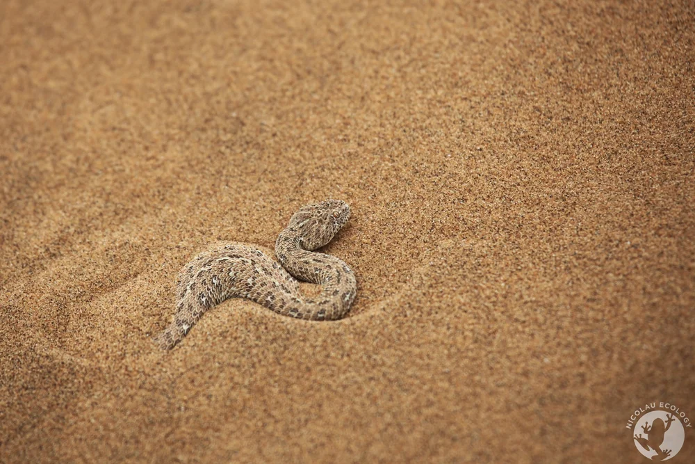 Bitis peringueyi — NICOLAU ECOLOGY