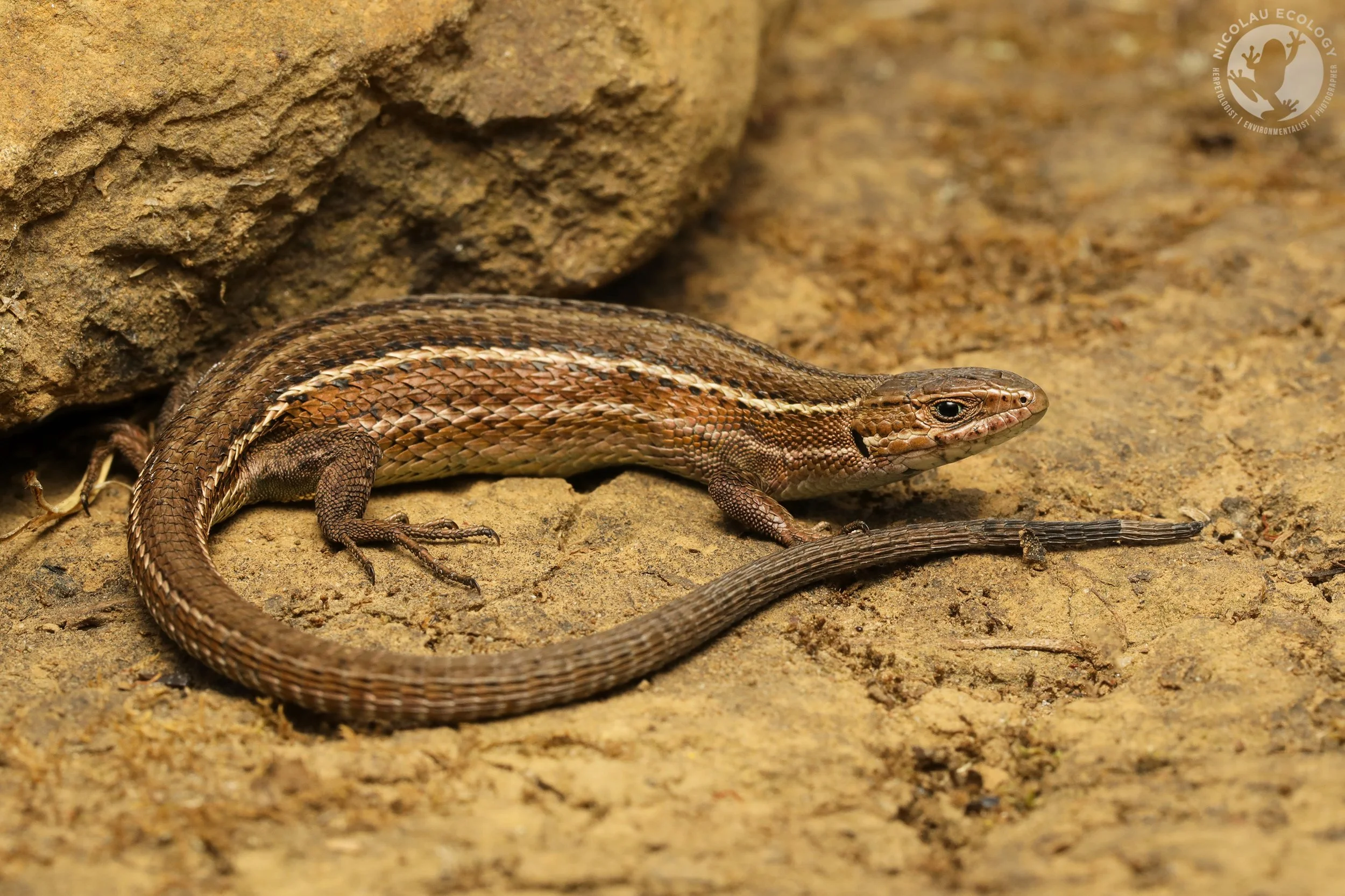 Viviparity in South African lizard — NICOLAU ECOLOGY