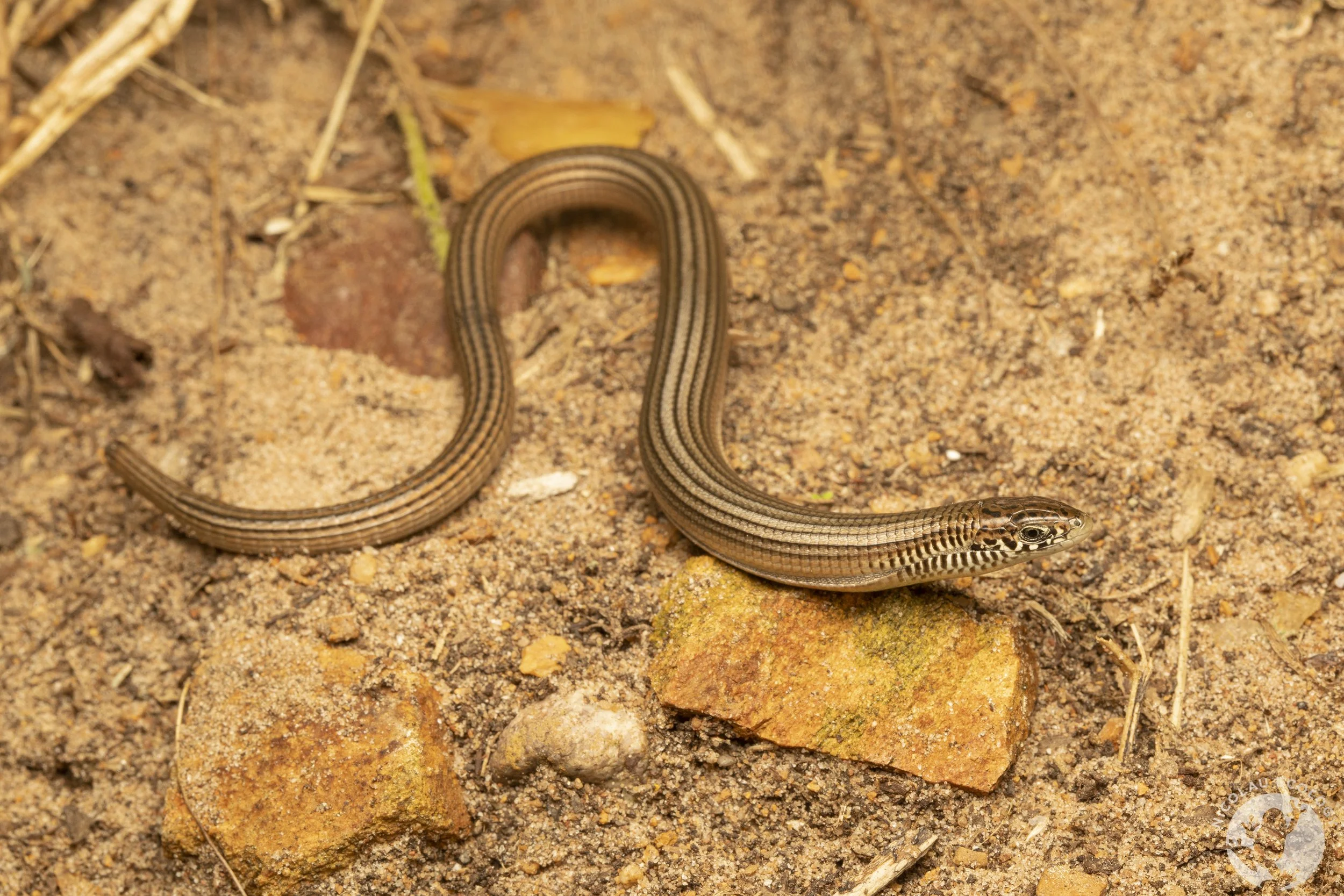 Tetradactylus fitzsimonsi - Fitzsimons's Long-tailed Seps — NICOLAU ECOLOGY