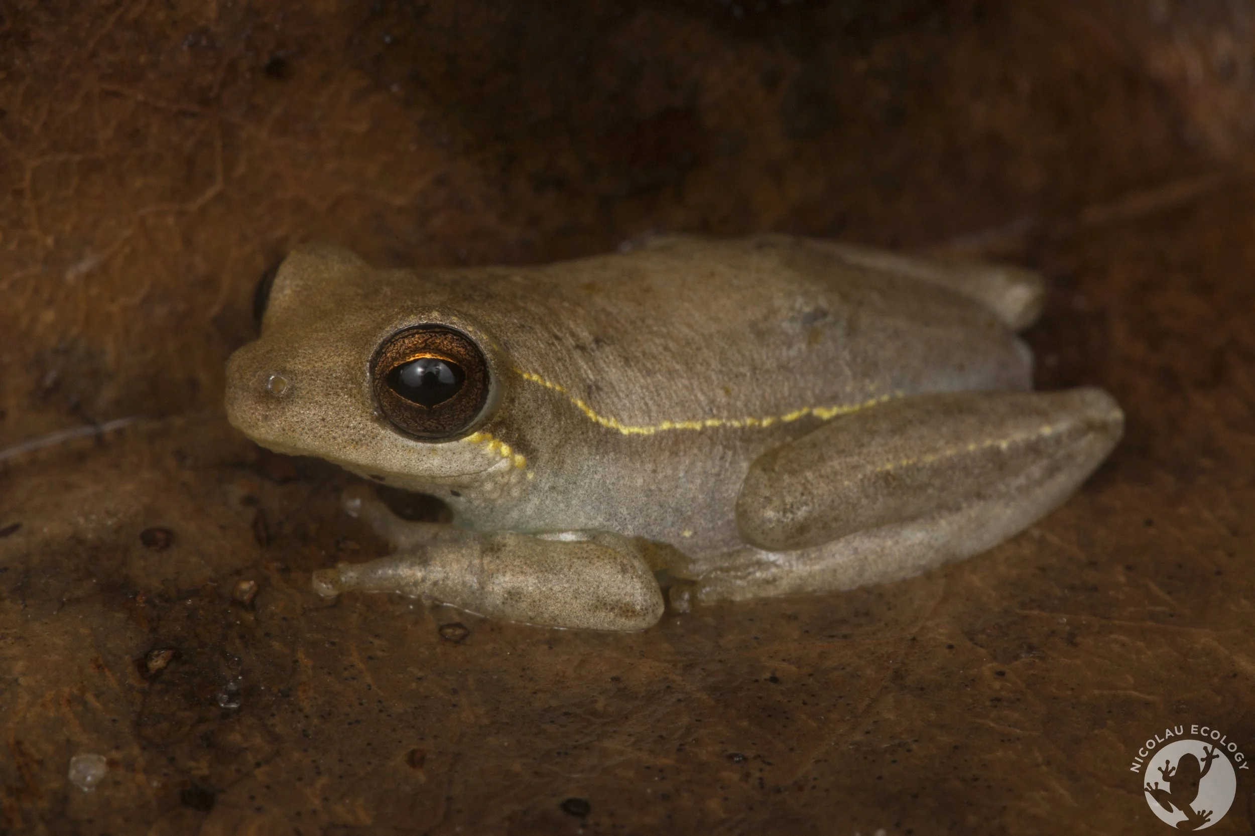 Hyperolius marmoratus - Painted Reed Frog — NICOLAU ECOLOGY