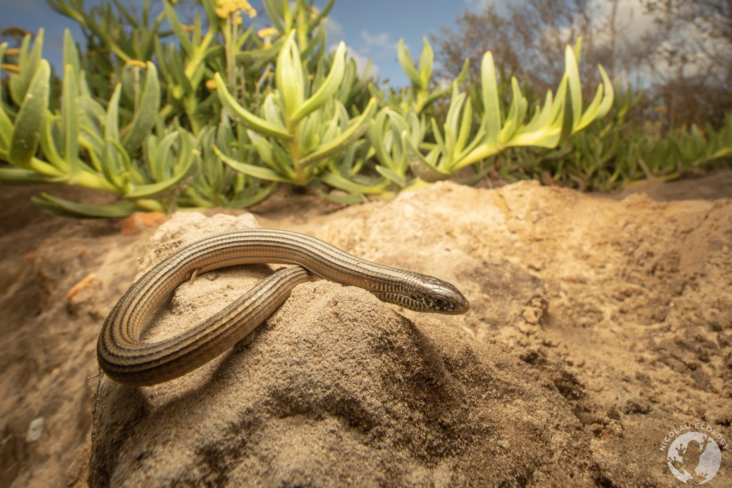 Tetradactylus fitzsimonsi - Fitzsimons's Long-tailed Seps — NICOLAU ECOLOGY