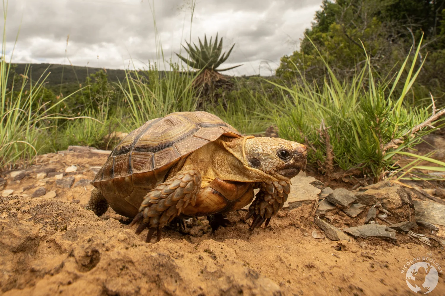 Homopus areolatus - Parrot-beaked Tortoise — NICOLAU ECOLOGY