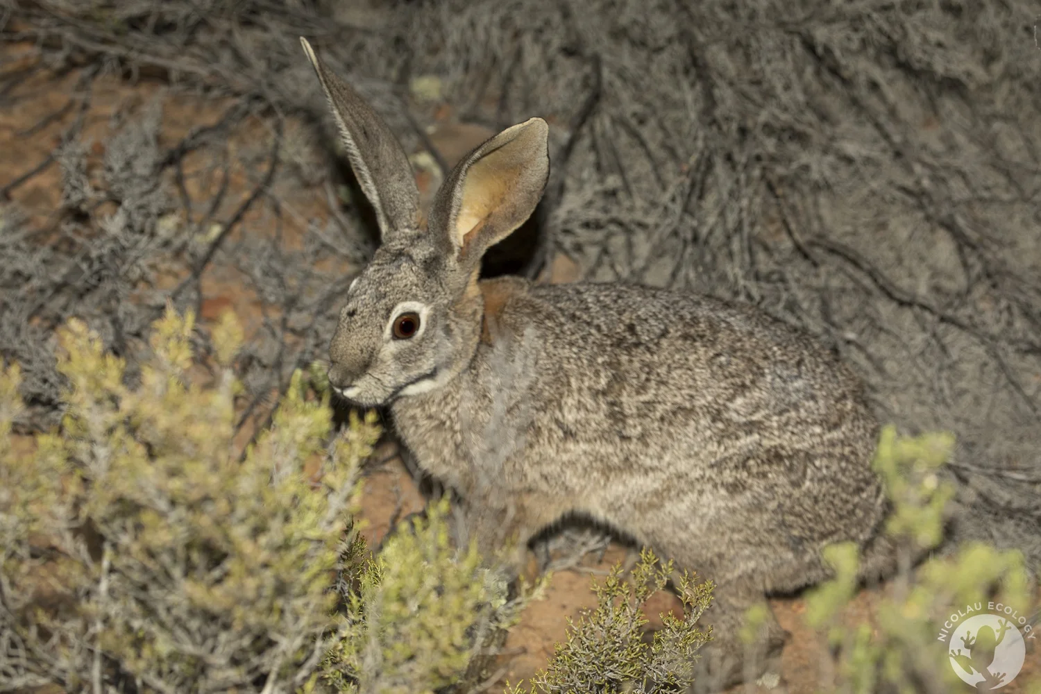 Bunolagus monticularis - Riverine Rabbit — NICOLAU ECOLOGY