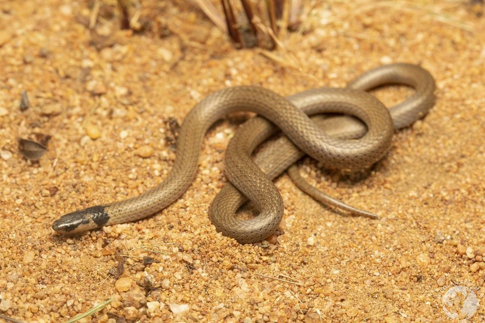 Snake Gallery: The world of African Snakes — NICOLAU ECOLOGY