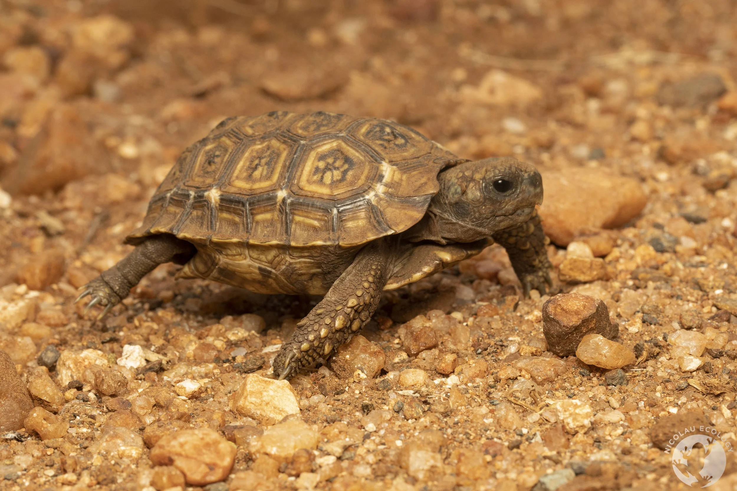 Kinixys spekii - Speke's Hinged-Back Tortoise — NICOLAU ECOLOGY