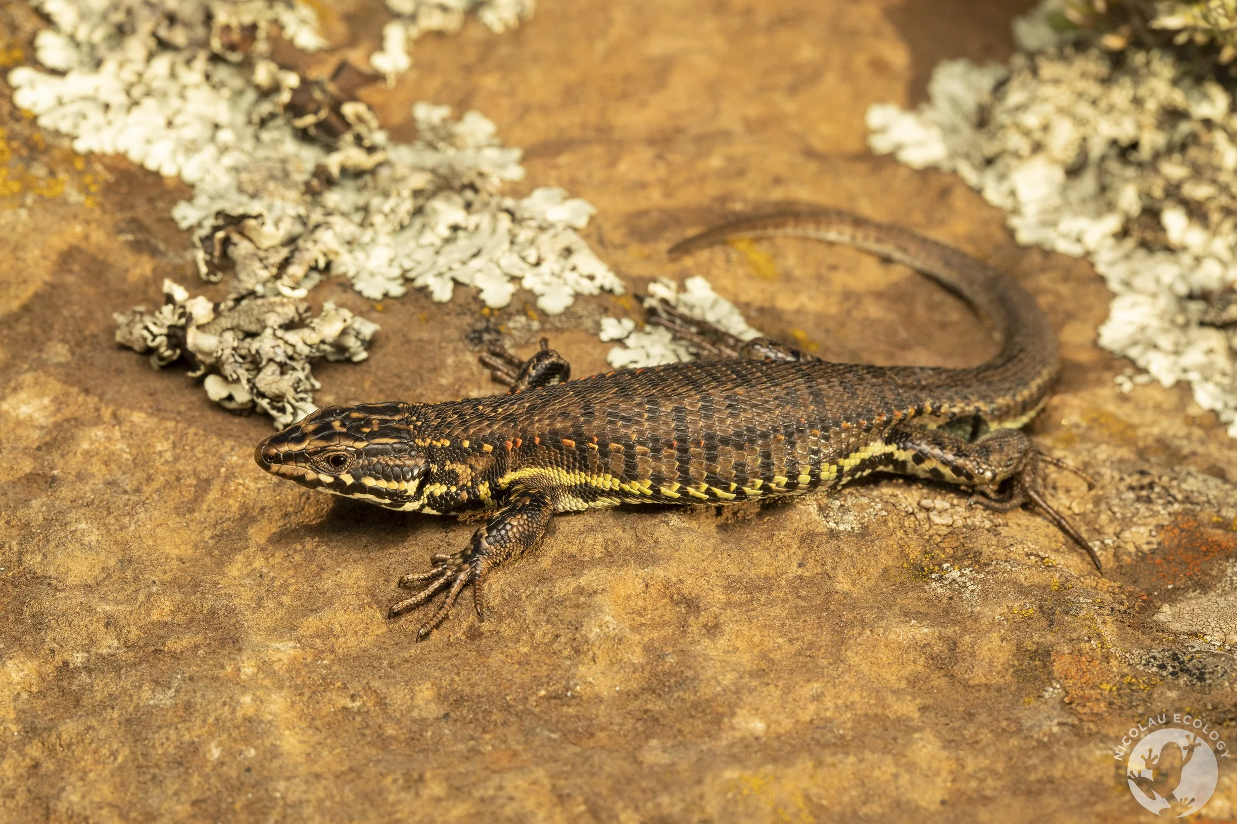 Tropidosaura cottrelli - Cottrell's Mountain Lizard — NICOLAU ECOLOGY